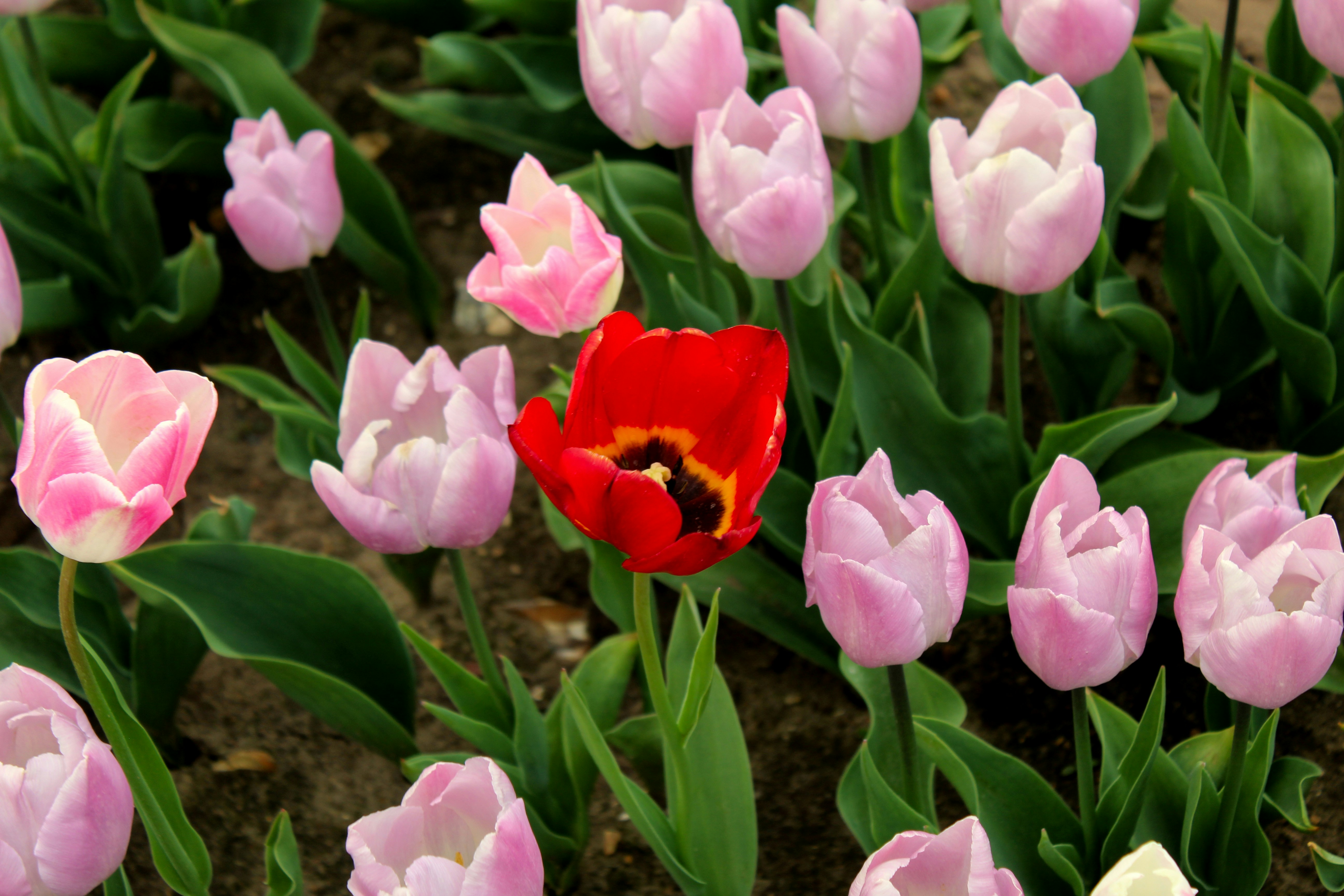 A Bold Red Tulip Among Blushing Pink Blooms