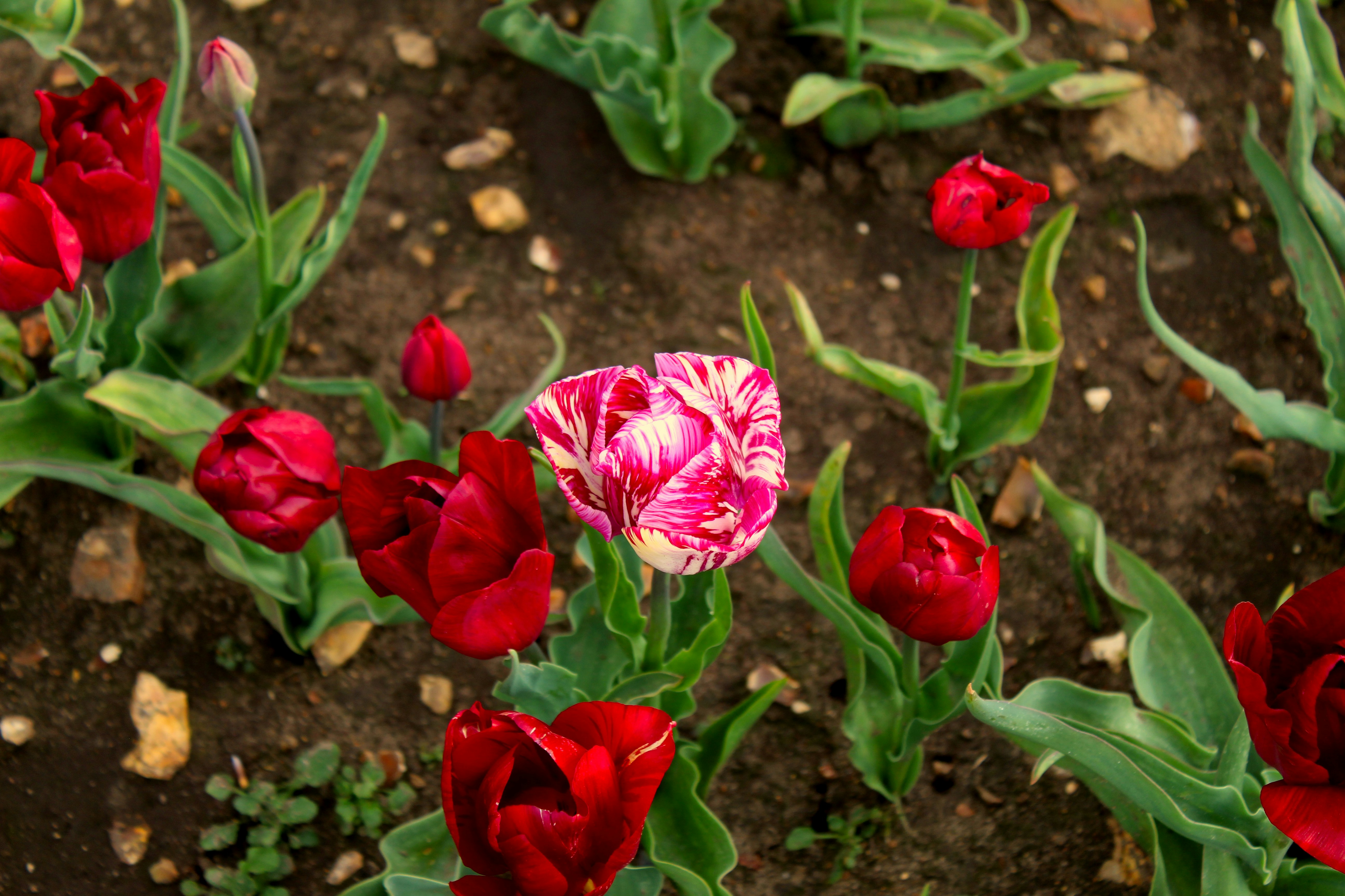 A Lone Striped Tulip Among Red Blooming Companions