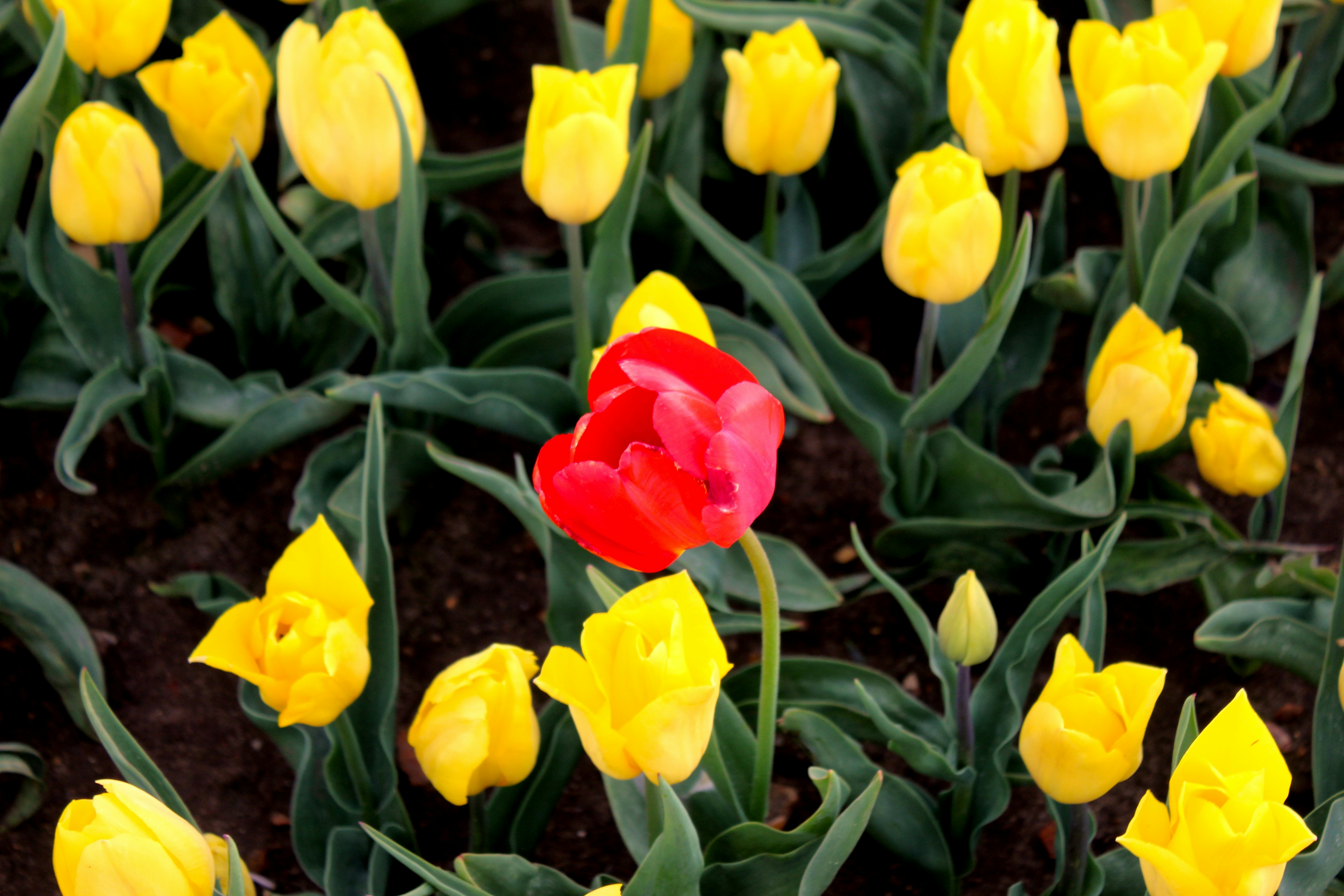 The Lone Red Tulip Among Twin Suns: A Quiet Interval in a Tulip Quilt