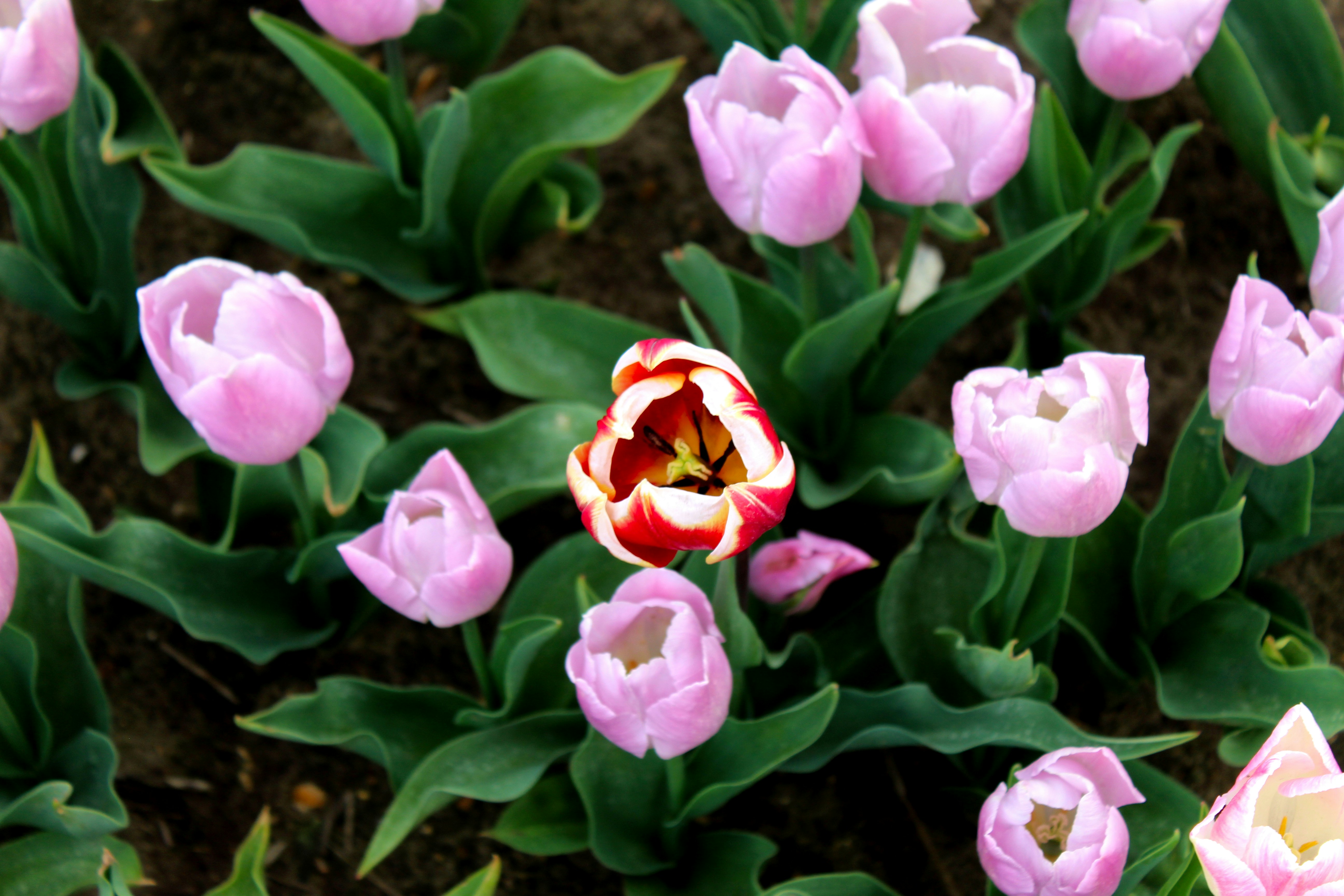 The Lone Tulip Among Pink Blooms