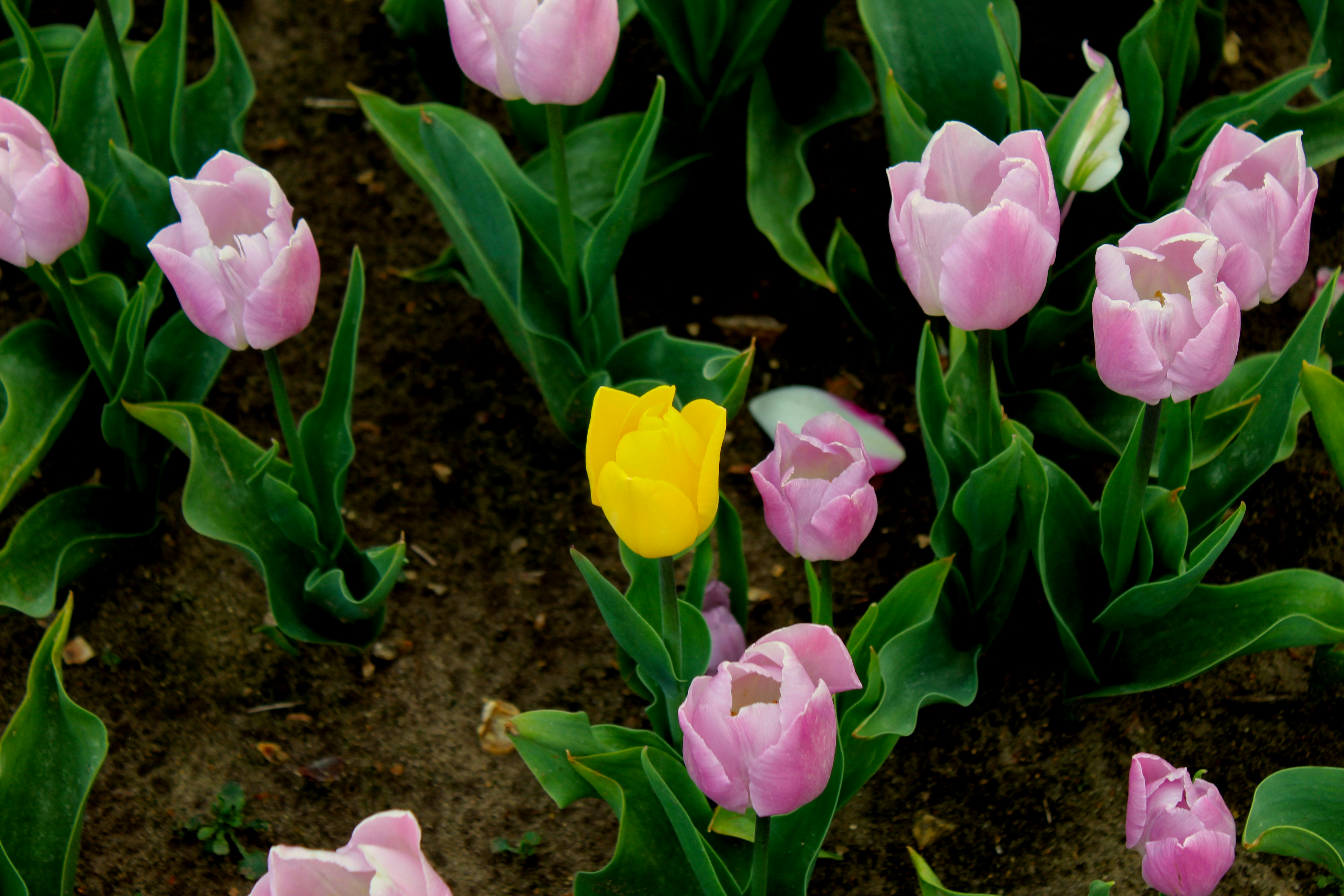 A Singular Yellow Tulip Amidst a Sea of Pink Blooms