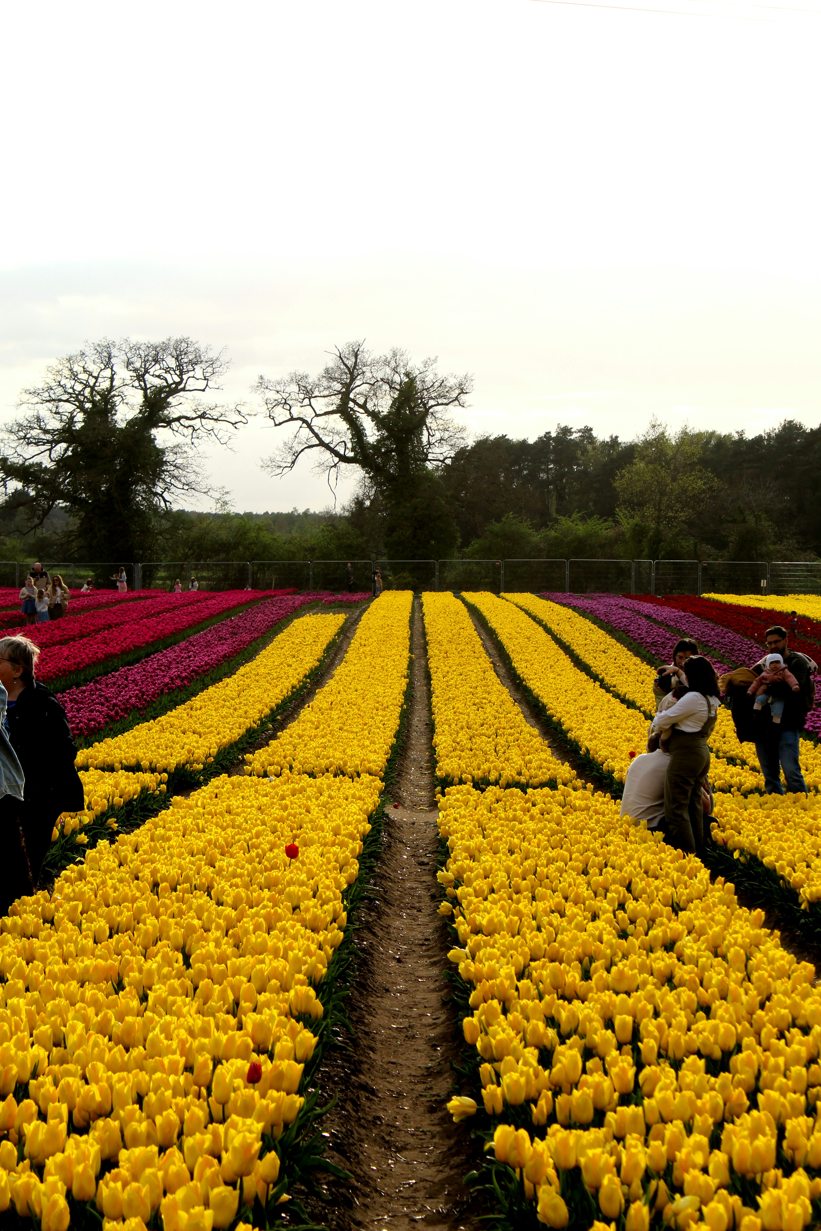 Rows of Golden Tulips Curtain the Field as Visitors Pause to Look