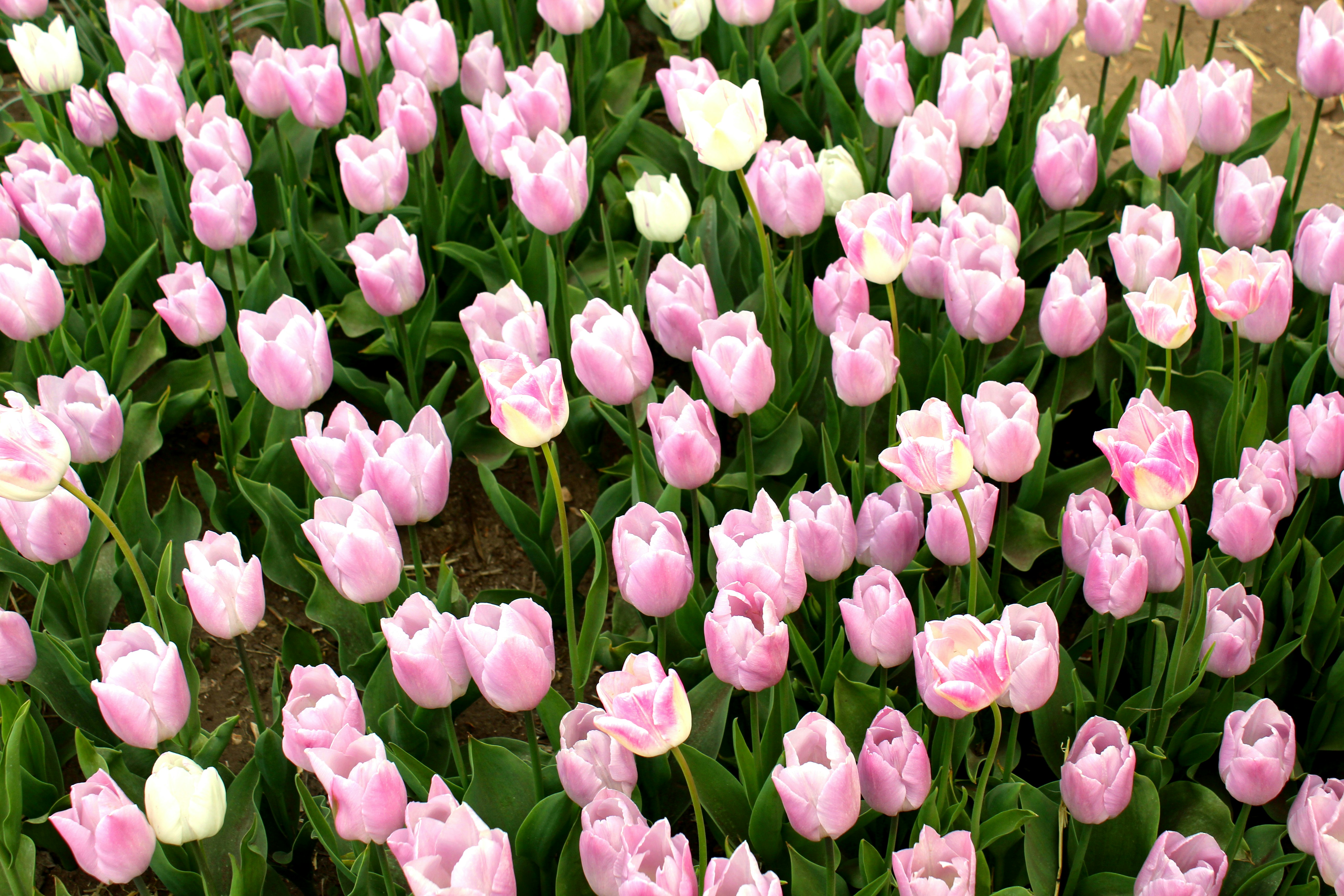 Petal Sea: Blush Tulips in a Spring Meadow