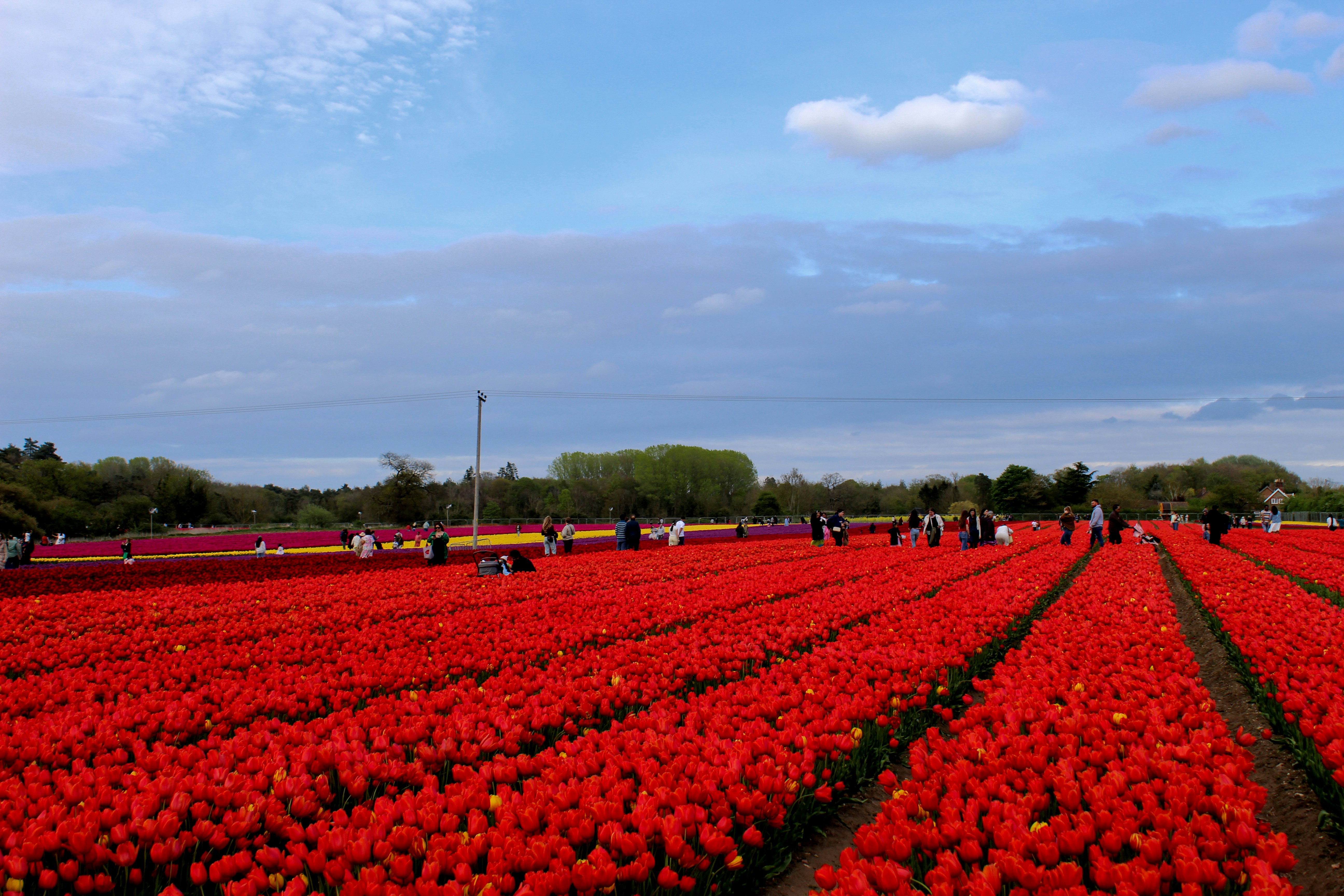 Field of Crimson Rows under a Calm Sky