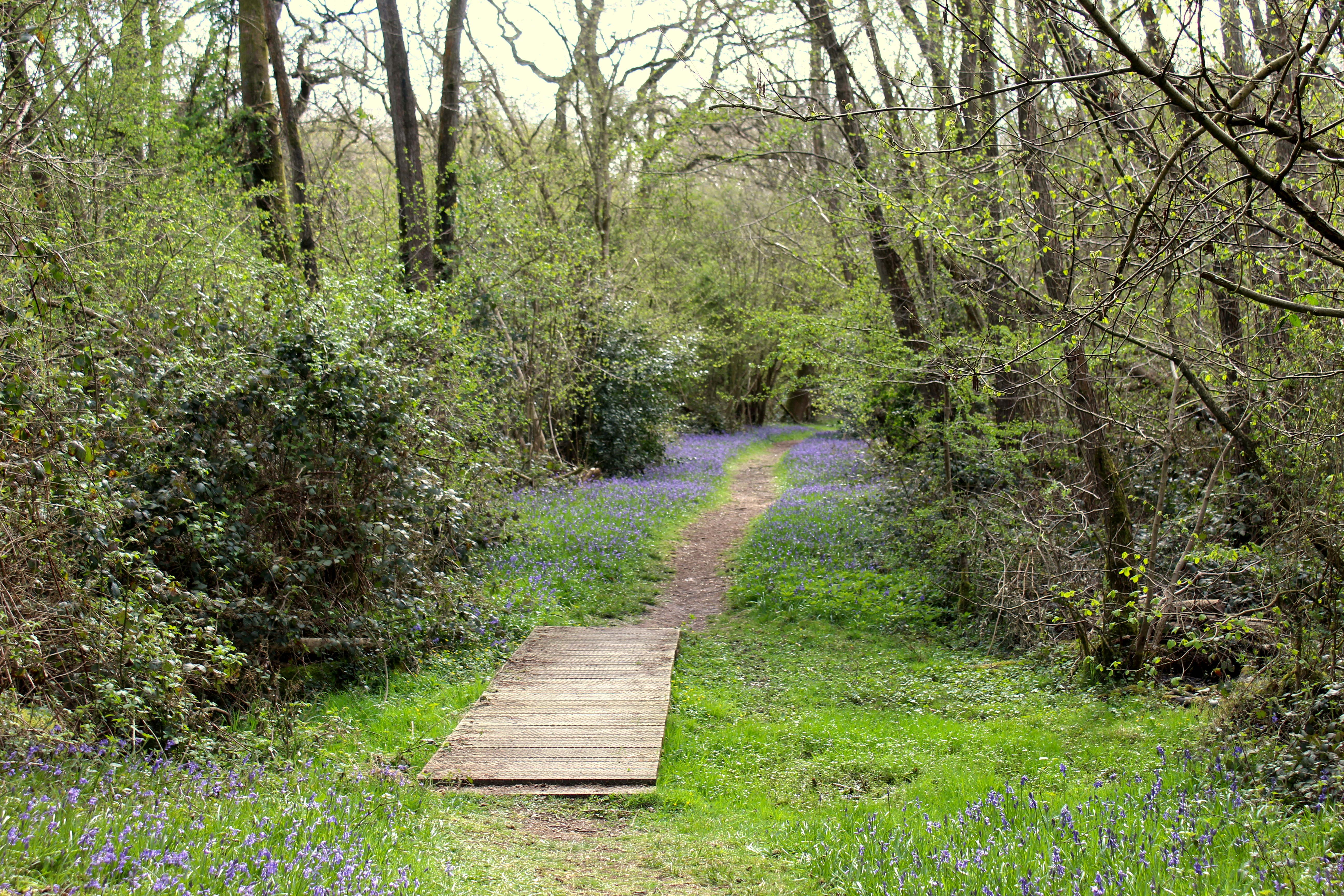 Hidden Bluebell Path: A Woodland Walk Leading to Dappled Light