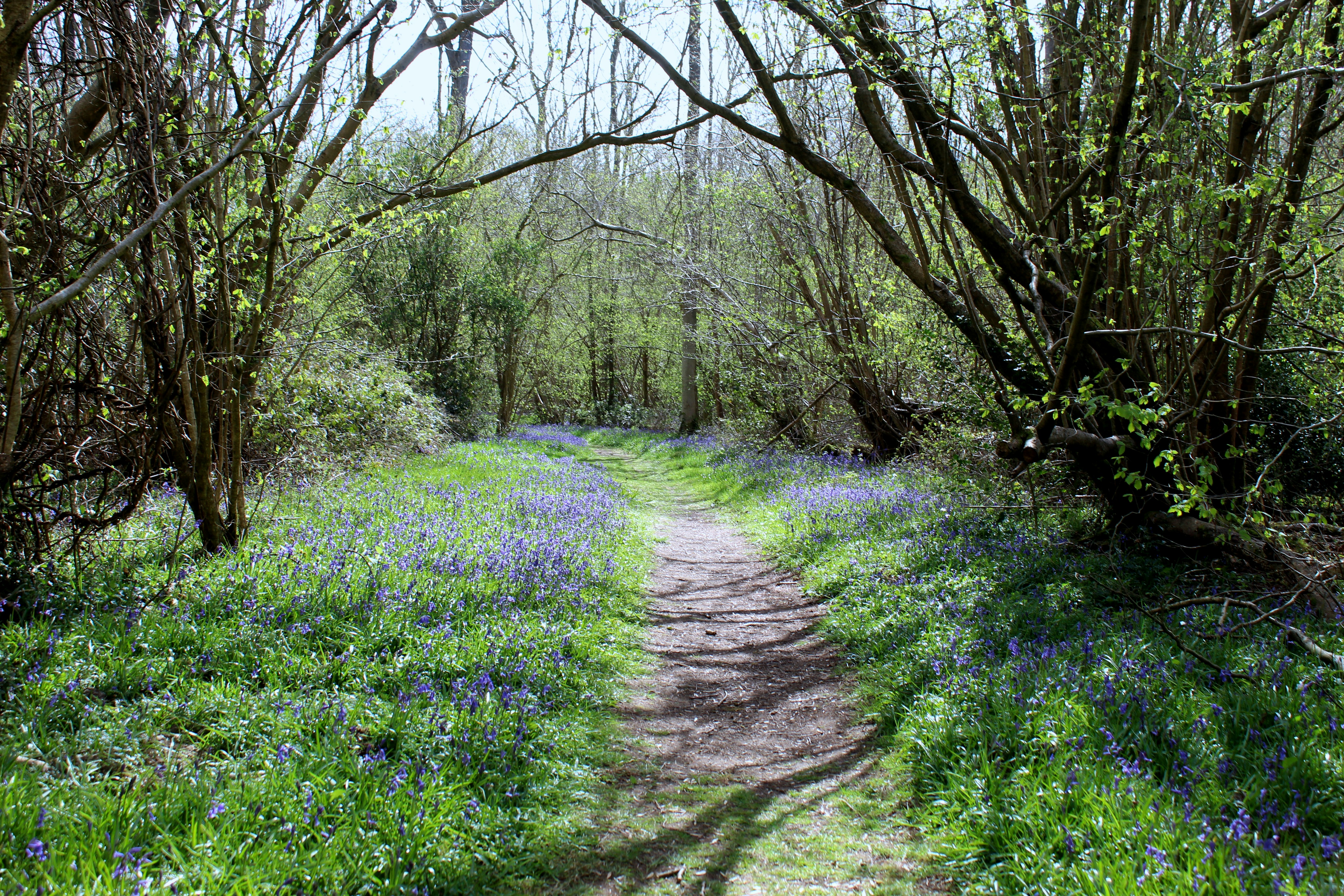 Bluebell Lane: A Sunlit Forest Path Framed by Spring Blooms