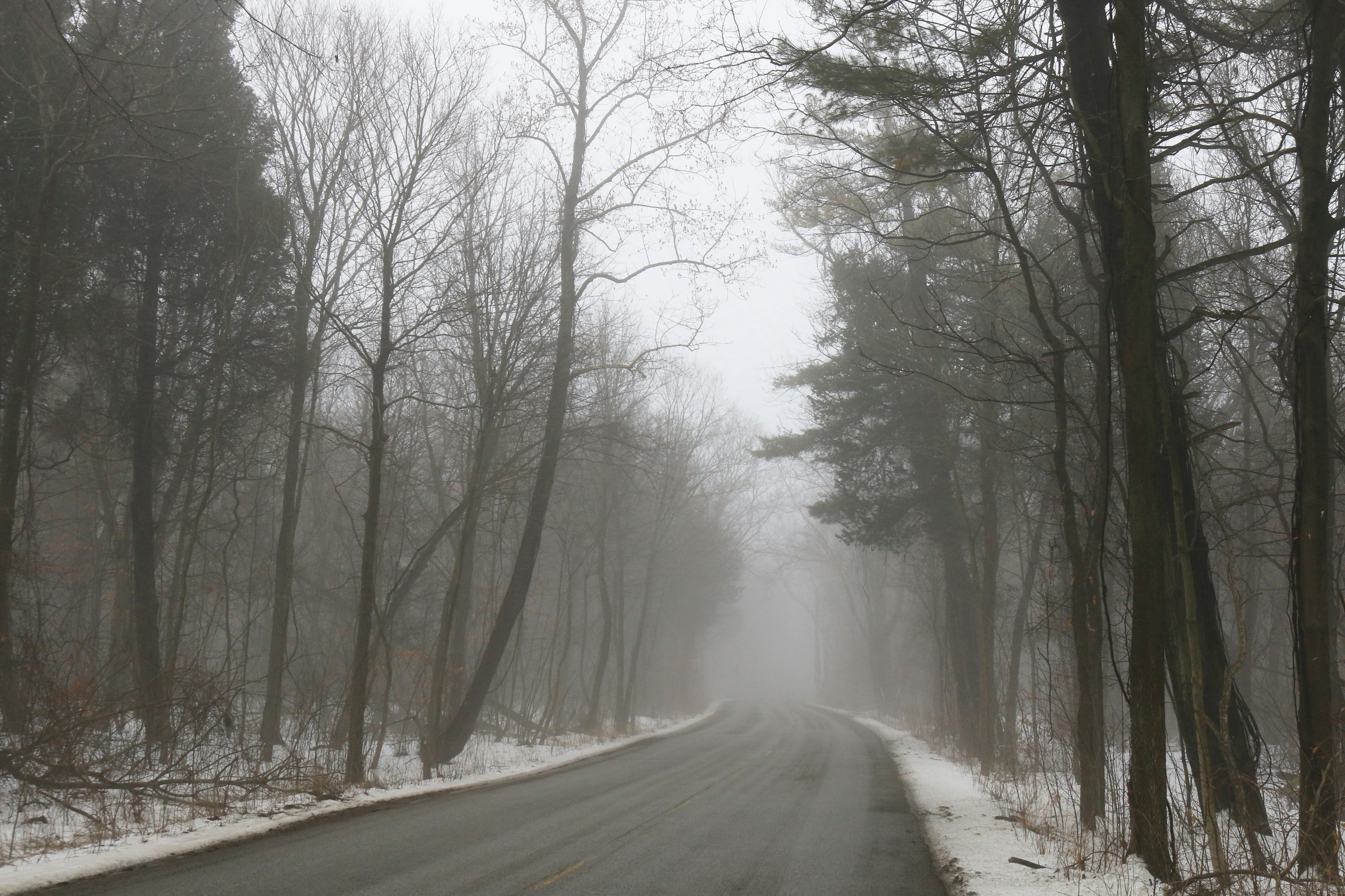 Fogbound Road Through Winter Forest