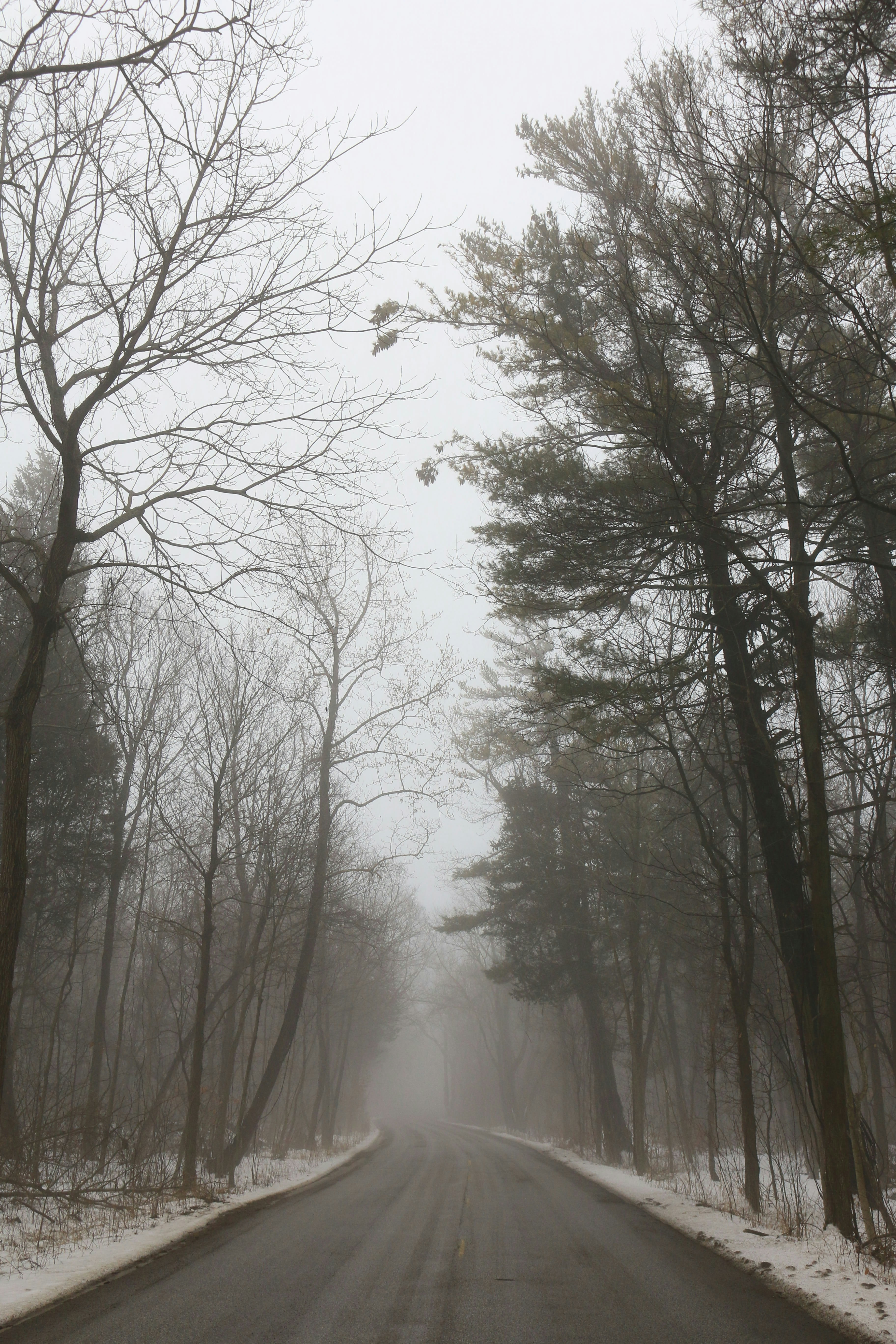 Fogbound Ascent: A Road Through Whispering Pines