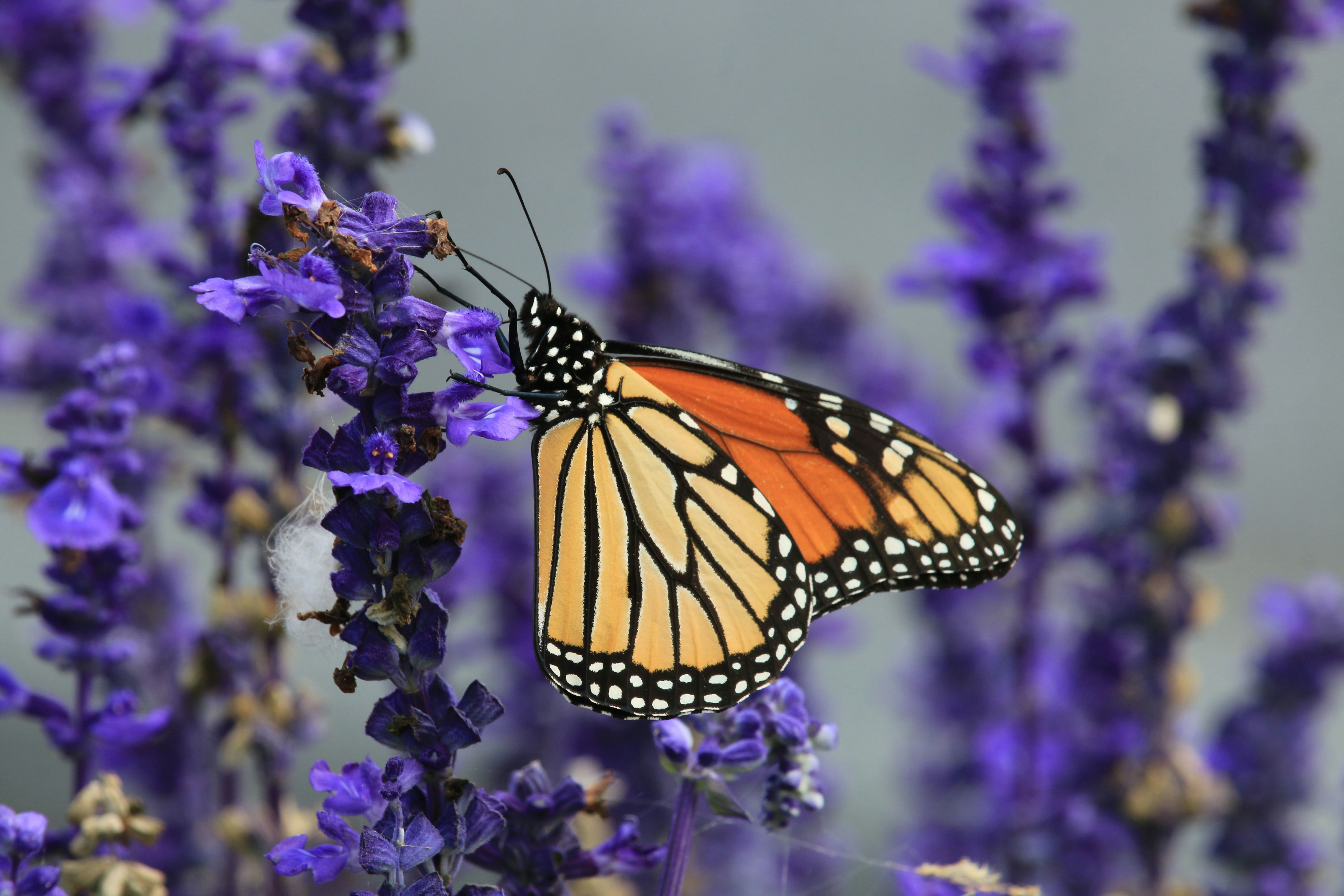 Monarch on Lavender Spires