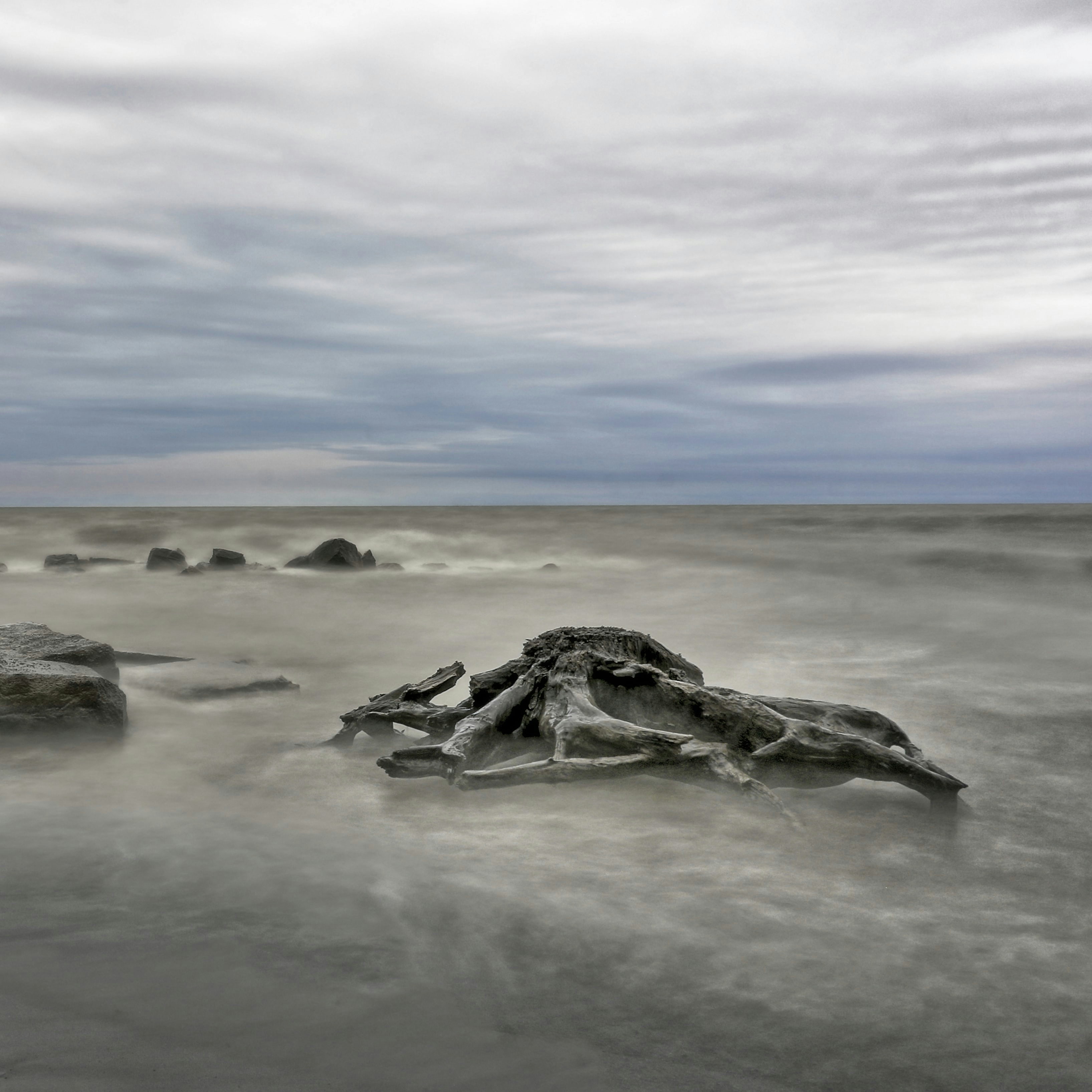 Driftwood Sentinel Beneath A Quiet Horizon