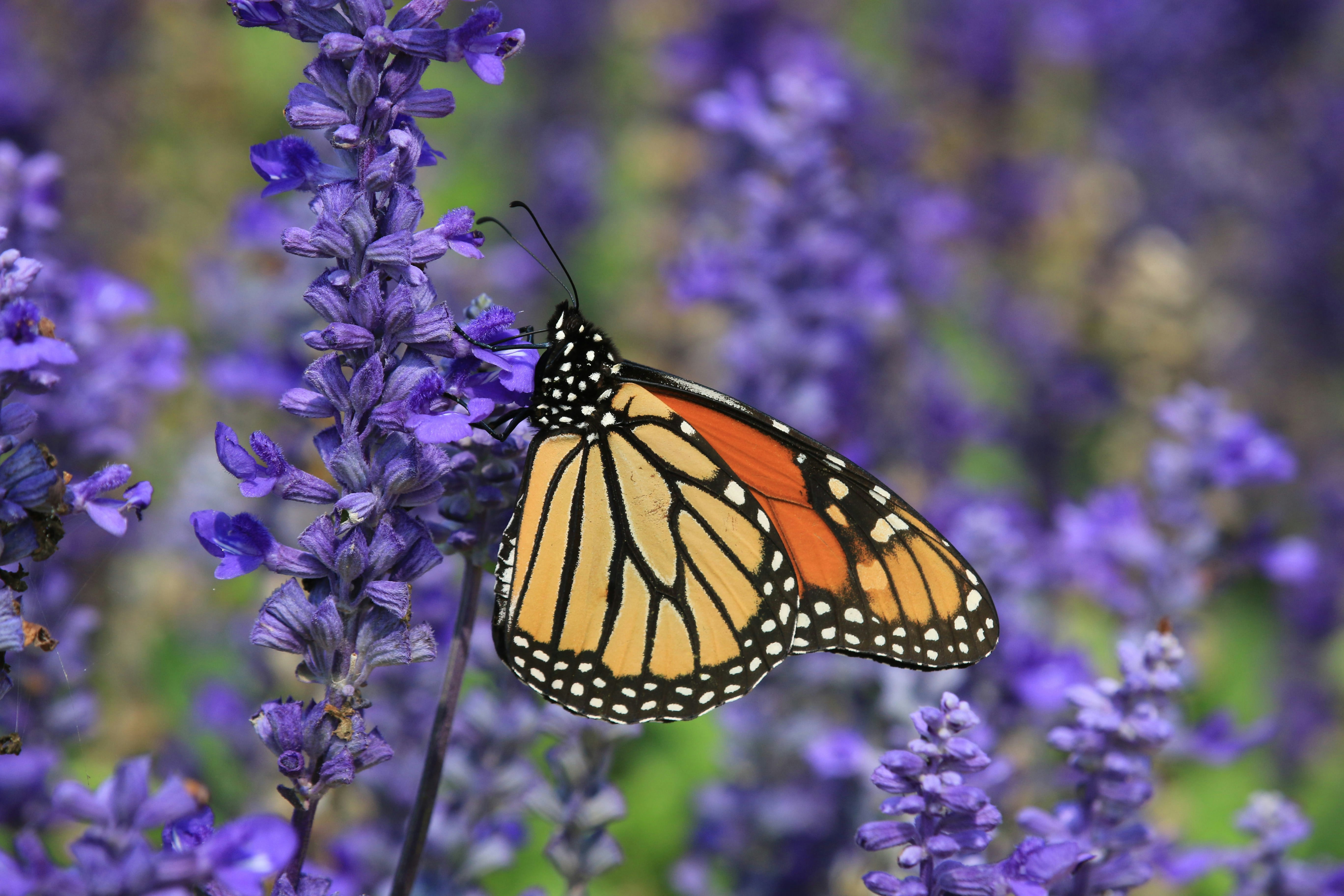 Monarch in Violet: a butterfly rests amid lavender spikes