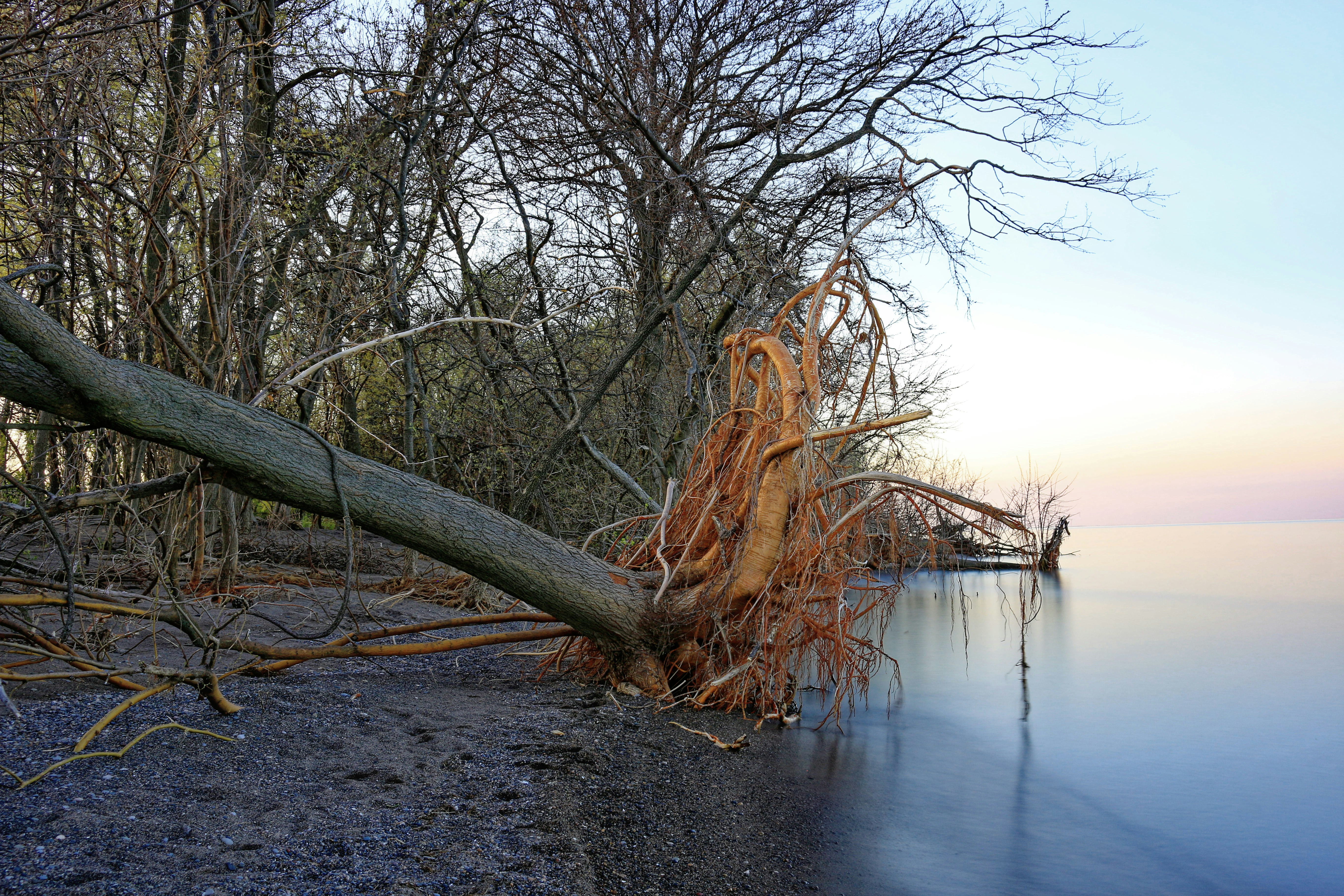 Fallen Cedar by the Quiet Shore at Dusk