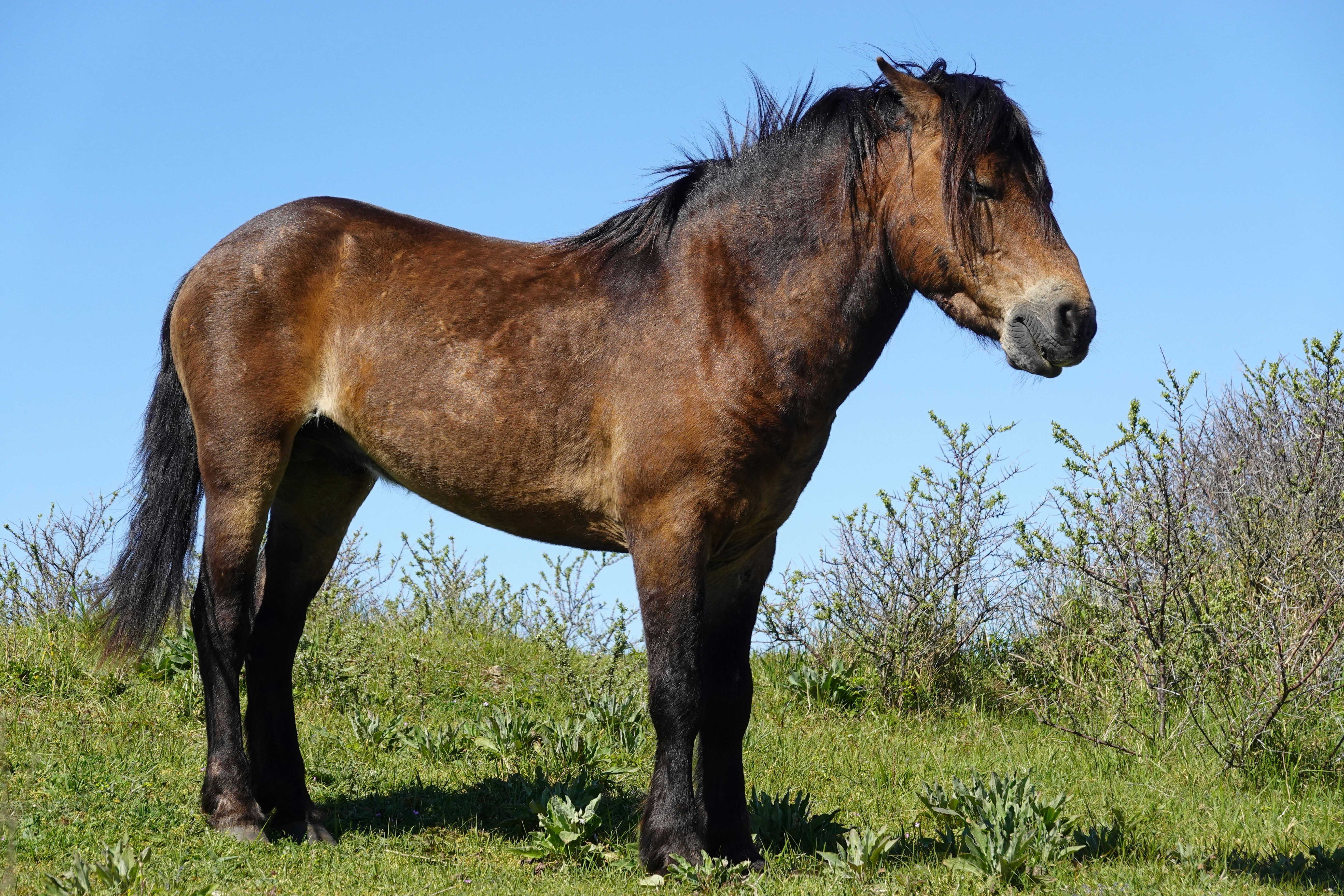 A Silent Grazing Stallion Under a Clear Sky