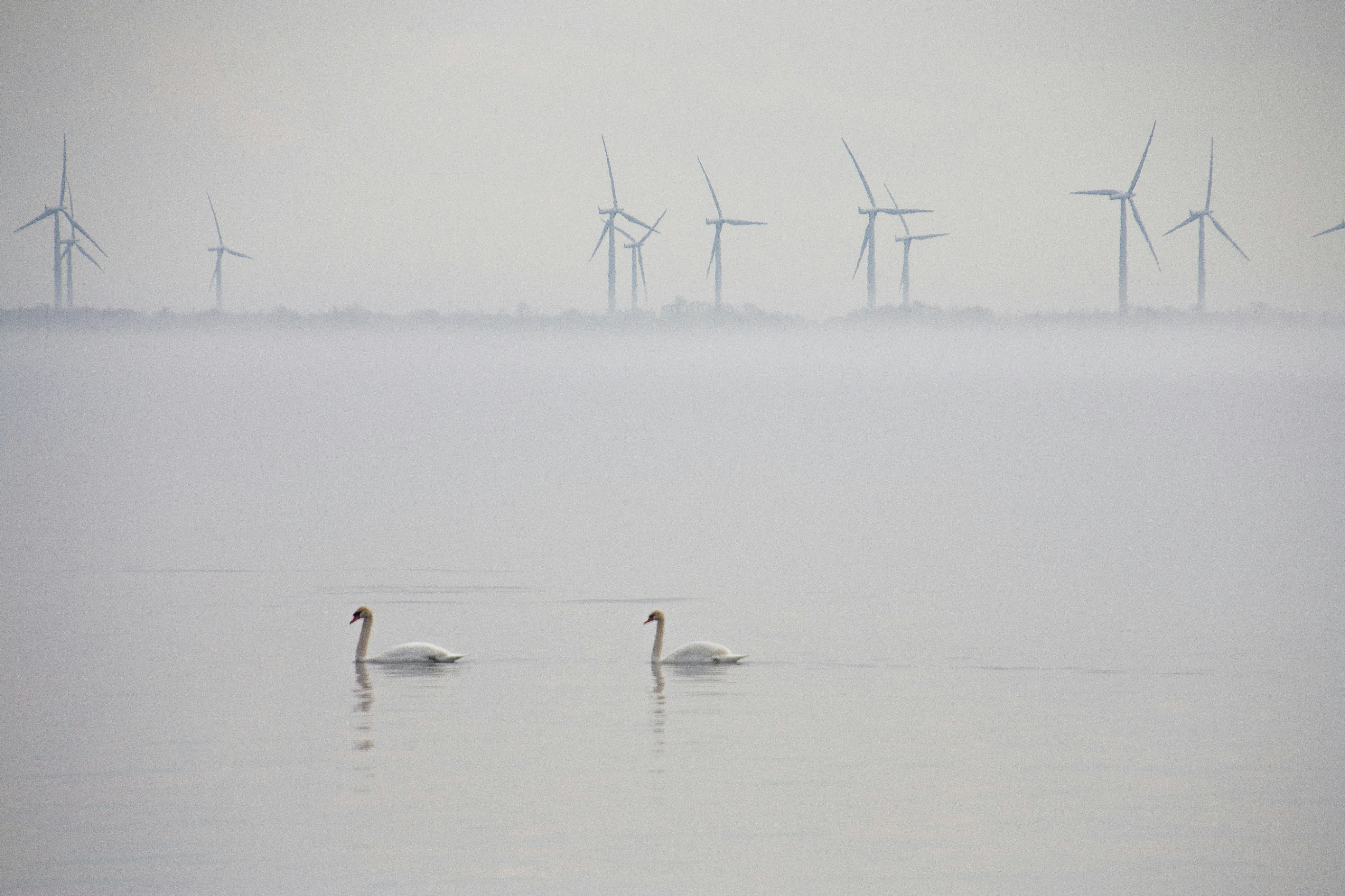 Two swans on a tranquil misty lake with distant wind turbines