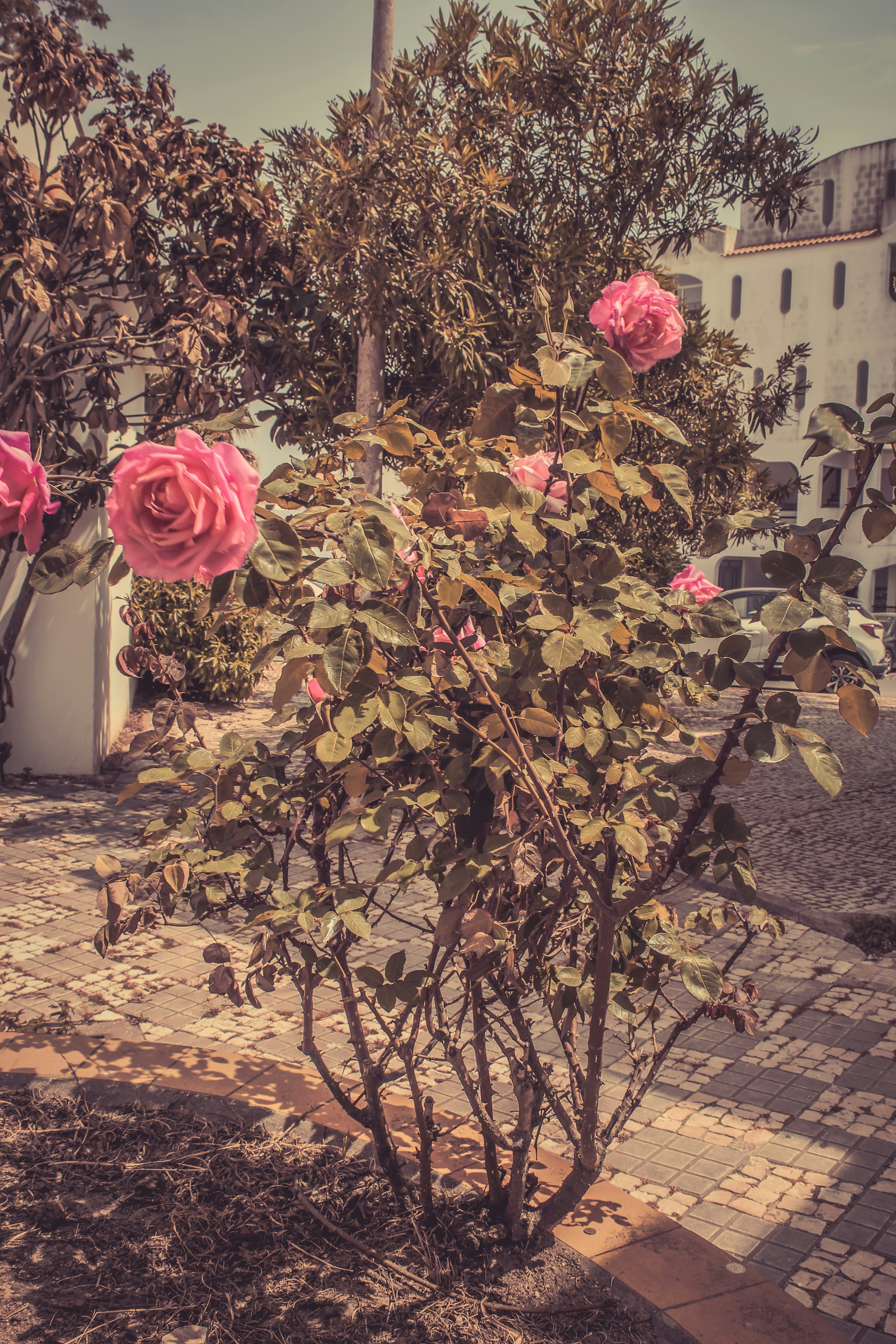 Pink Rose in a Sunlit Courtyard