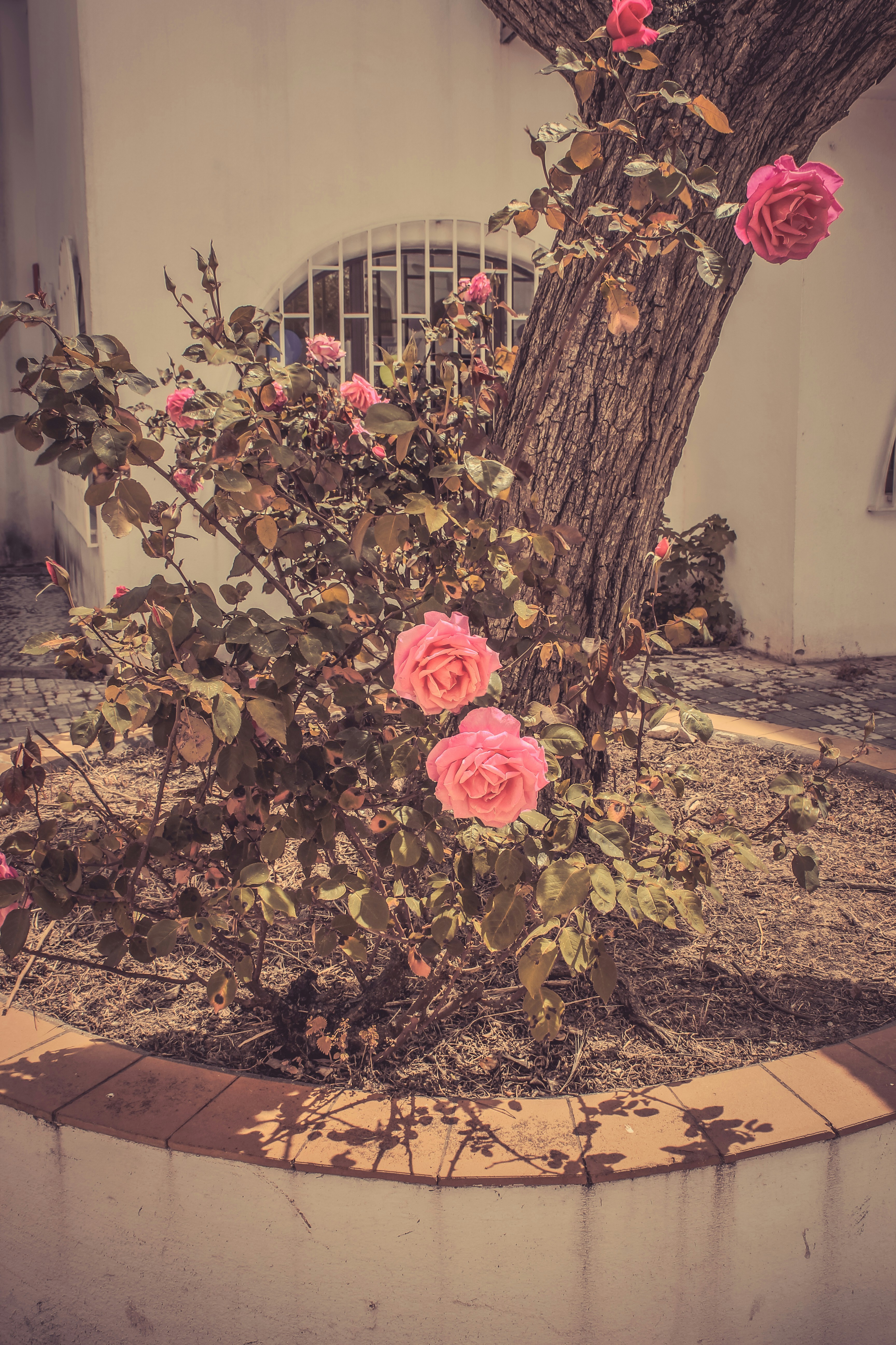 Pink Roses at the Trunk's Edge