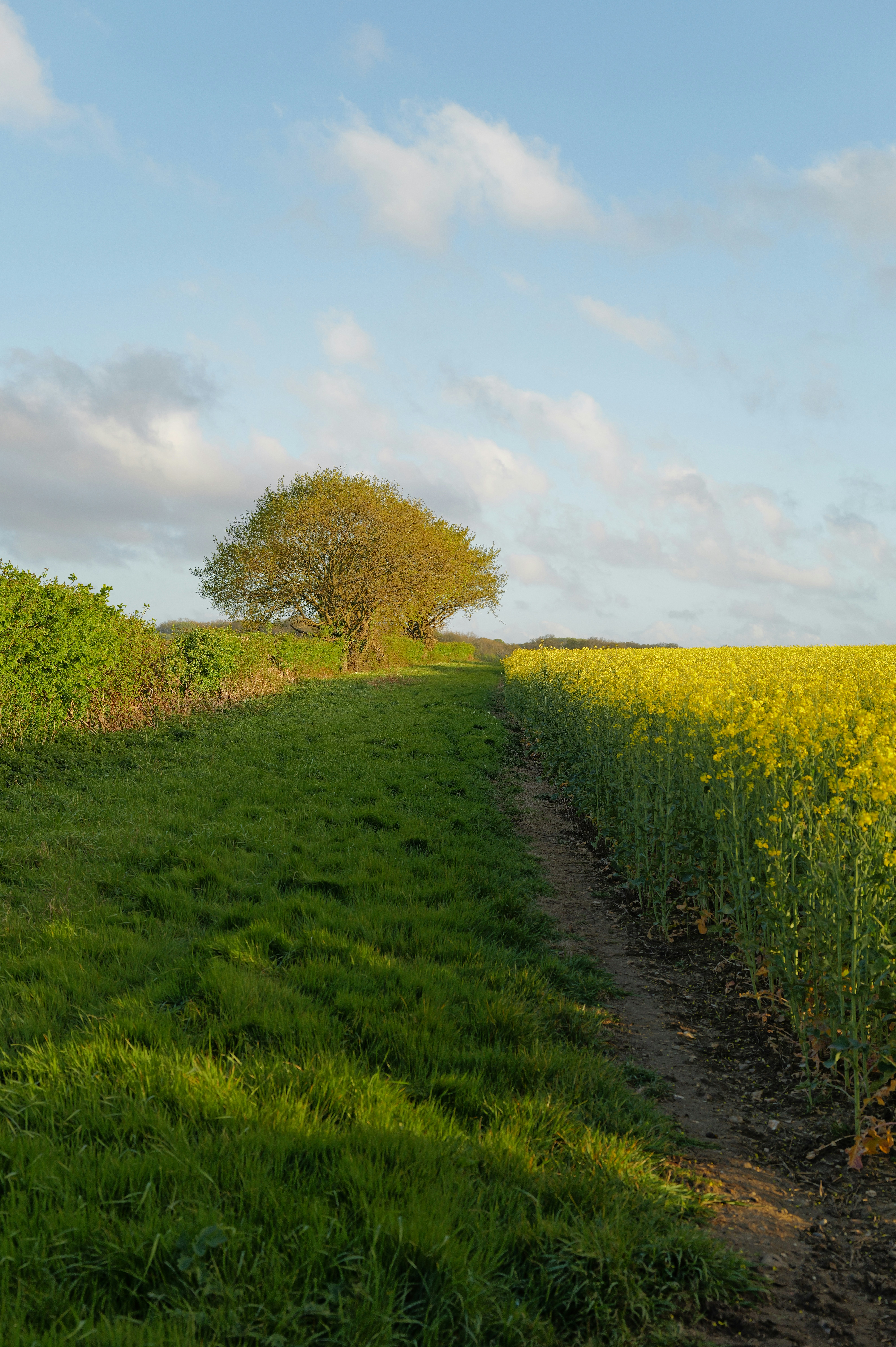 Path to the Orchard: Spring Canola and Quiet Trees