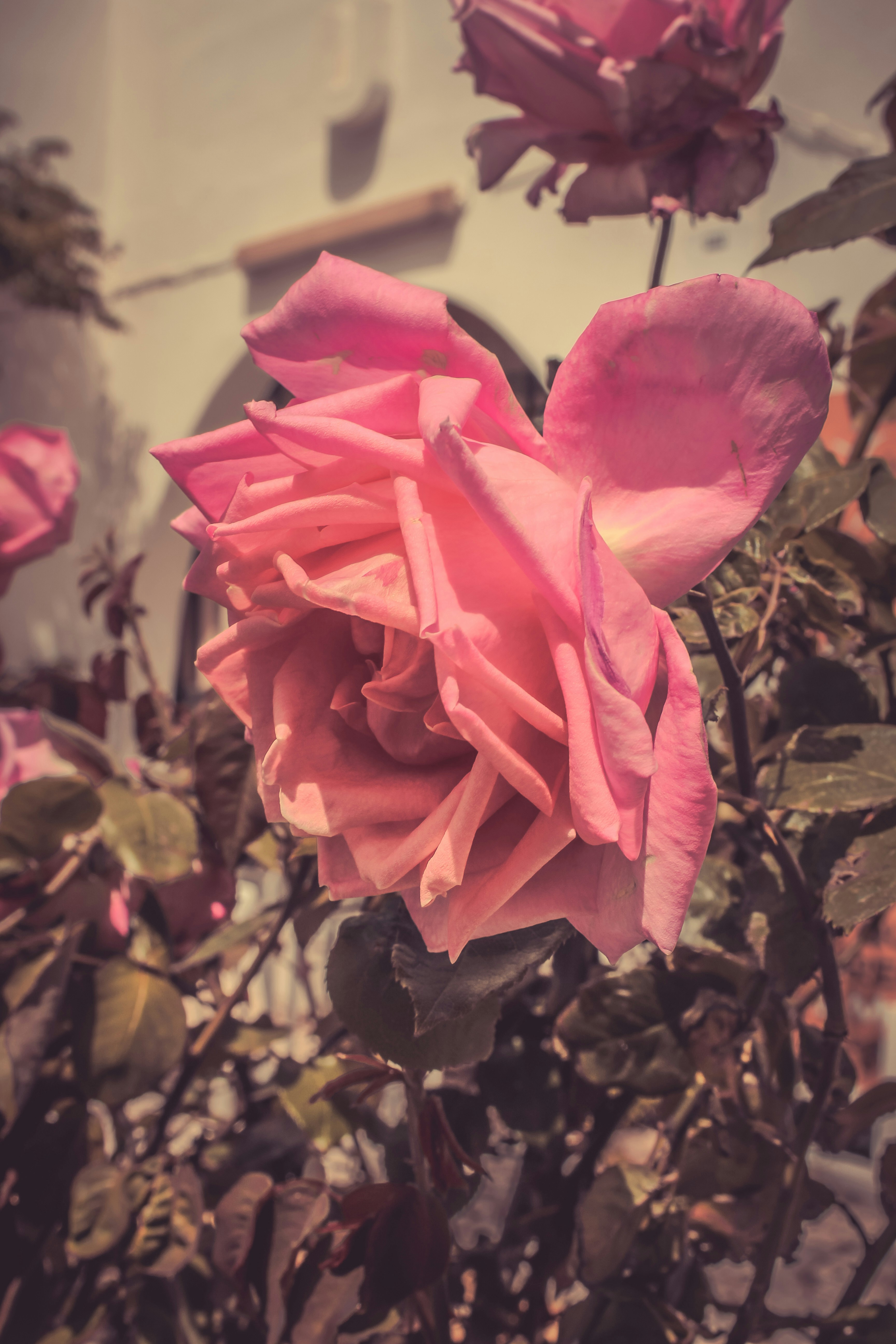 Petaled Spotlight: a pink rose basking in sunlit nostalgia