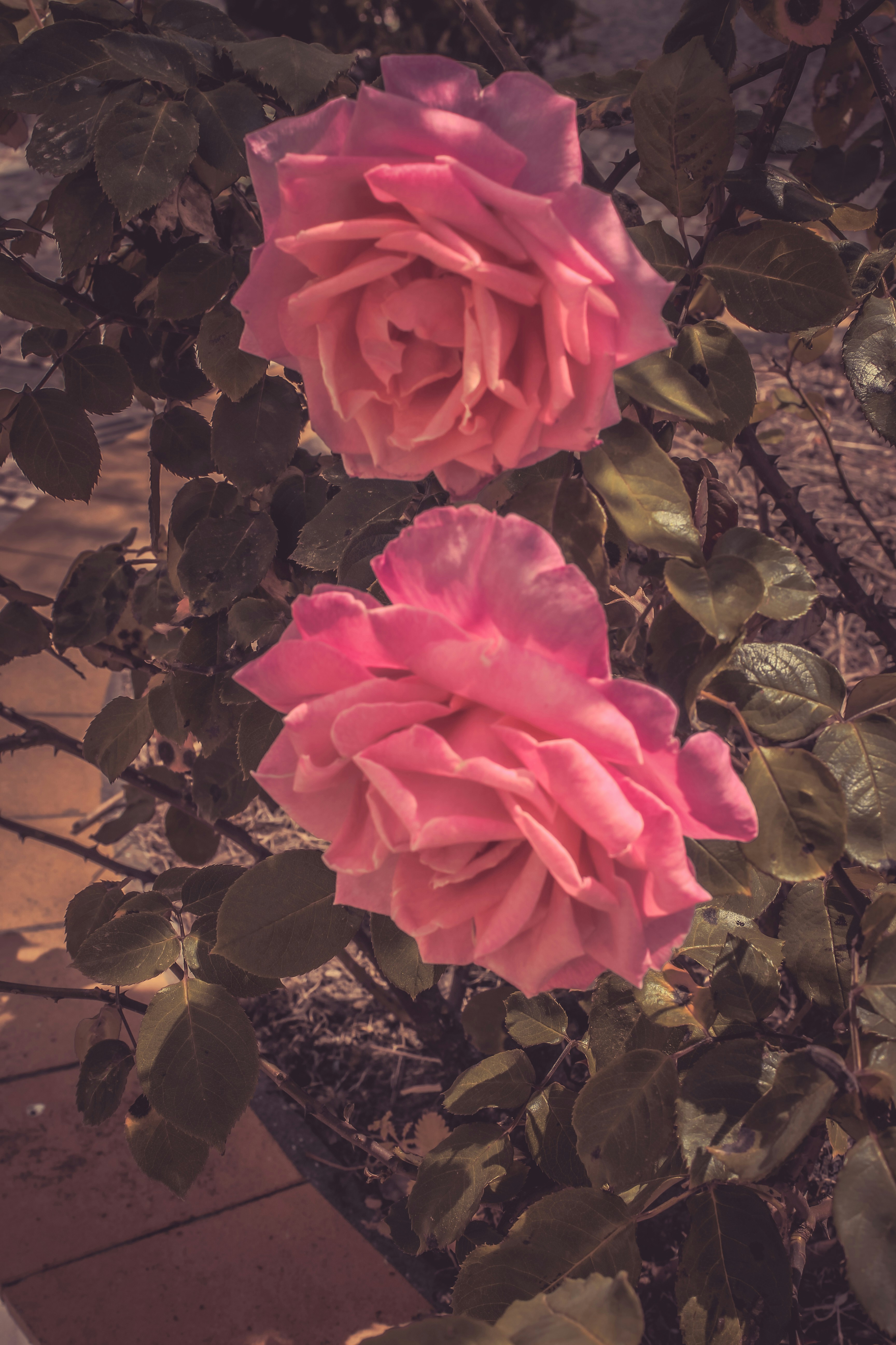 Soft Pink Roses in Afternoon Light