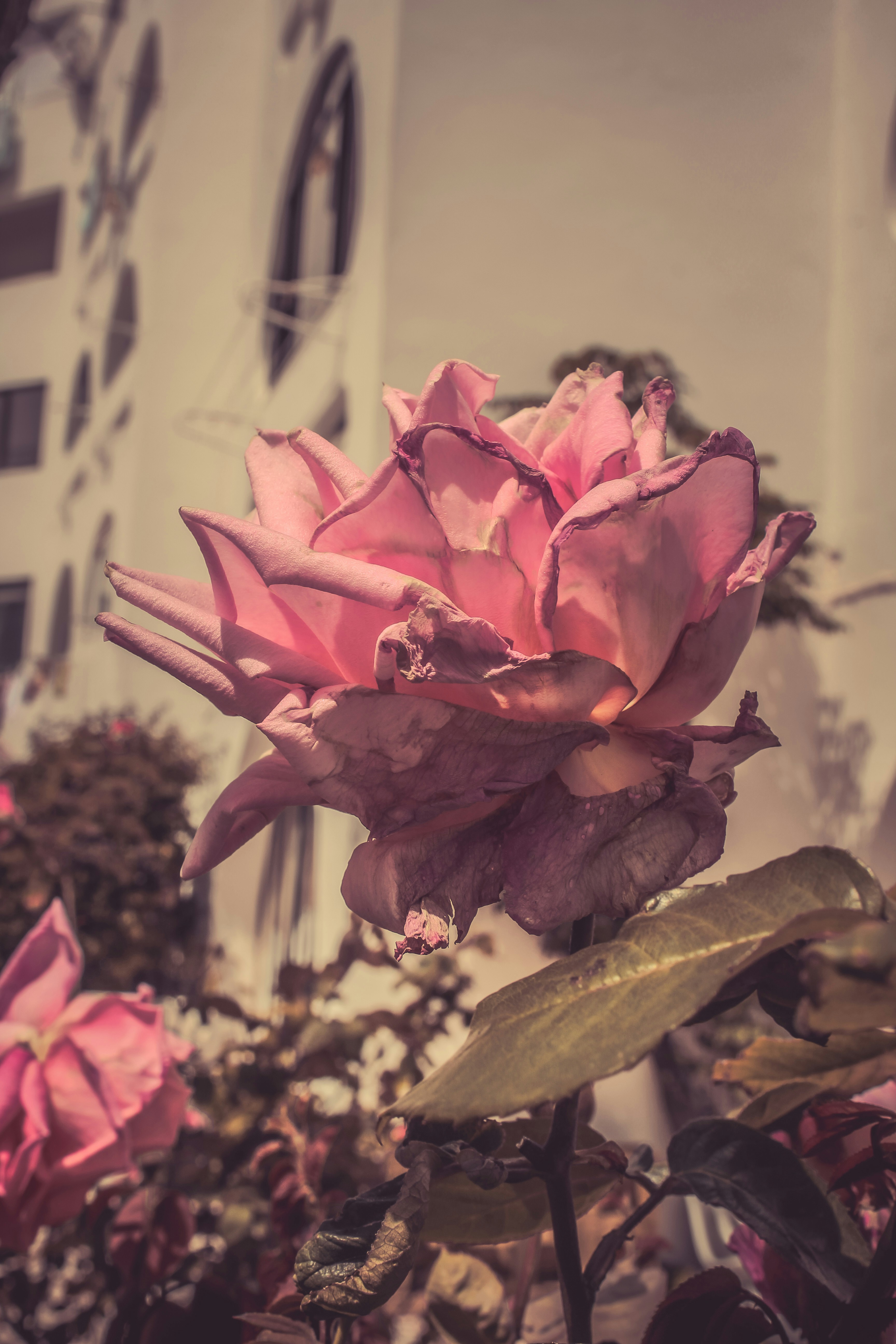 Pink Rose in an Urban Garden Frame