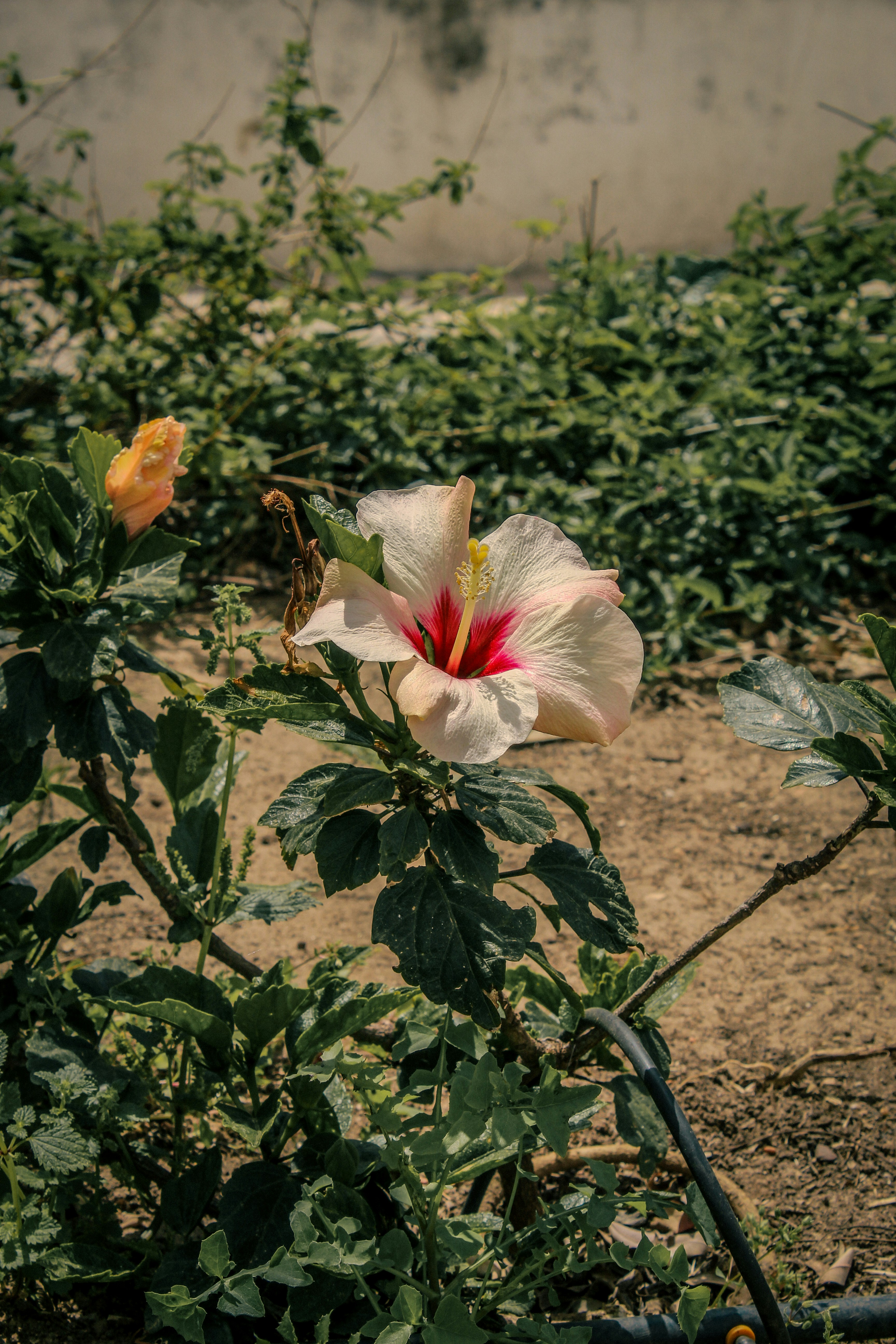 White hibiscus with pink throat in sunlit garden