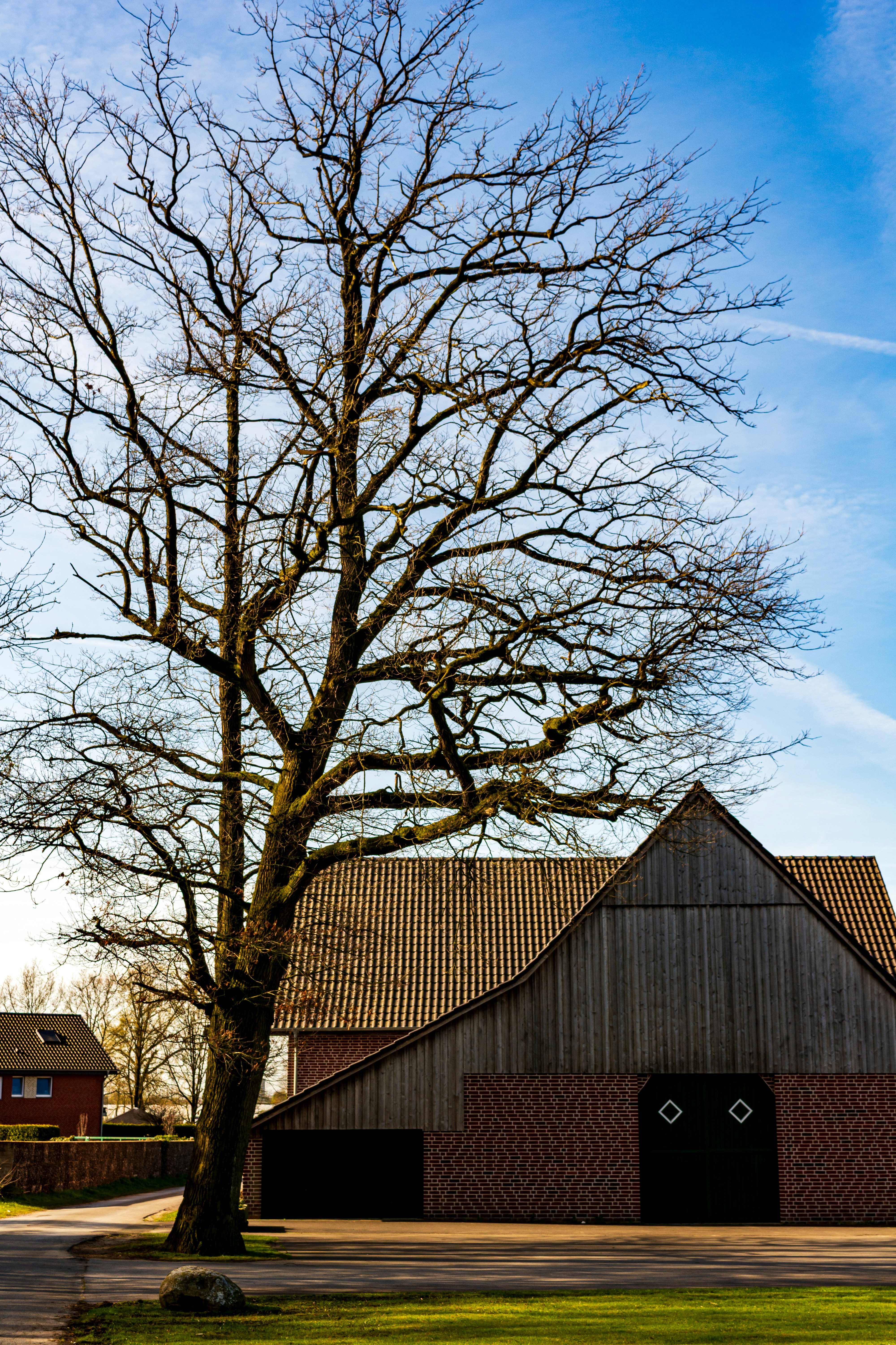 Leafless Tree Framing a Barn under Clear Spring Sky