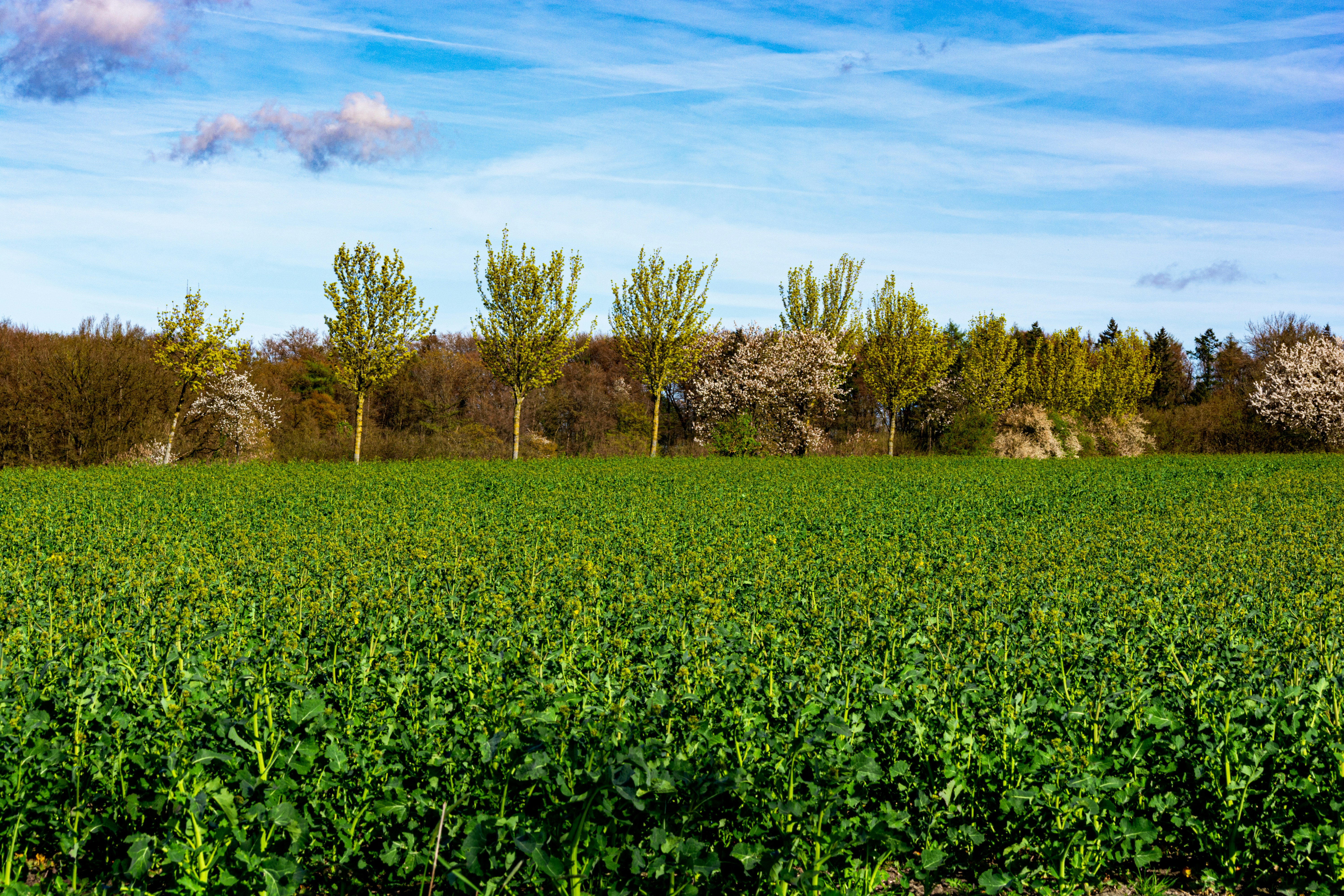Row of Blushing Trees on a Vast Green Field