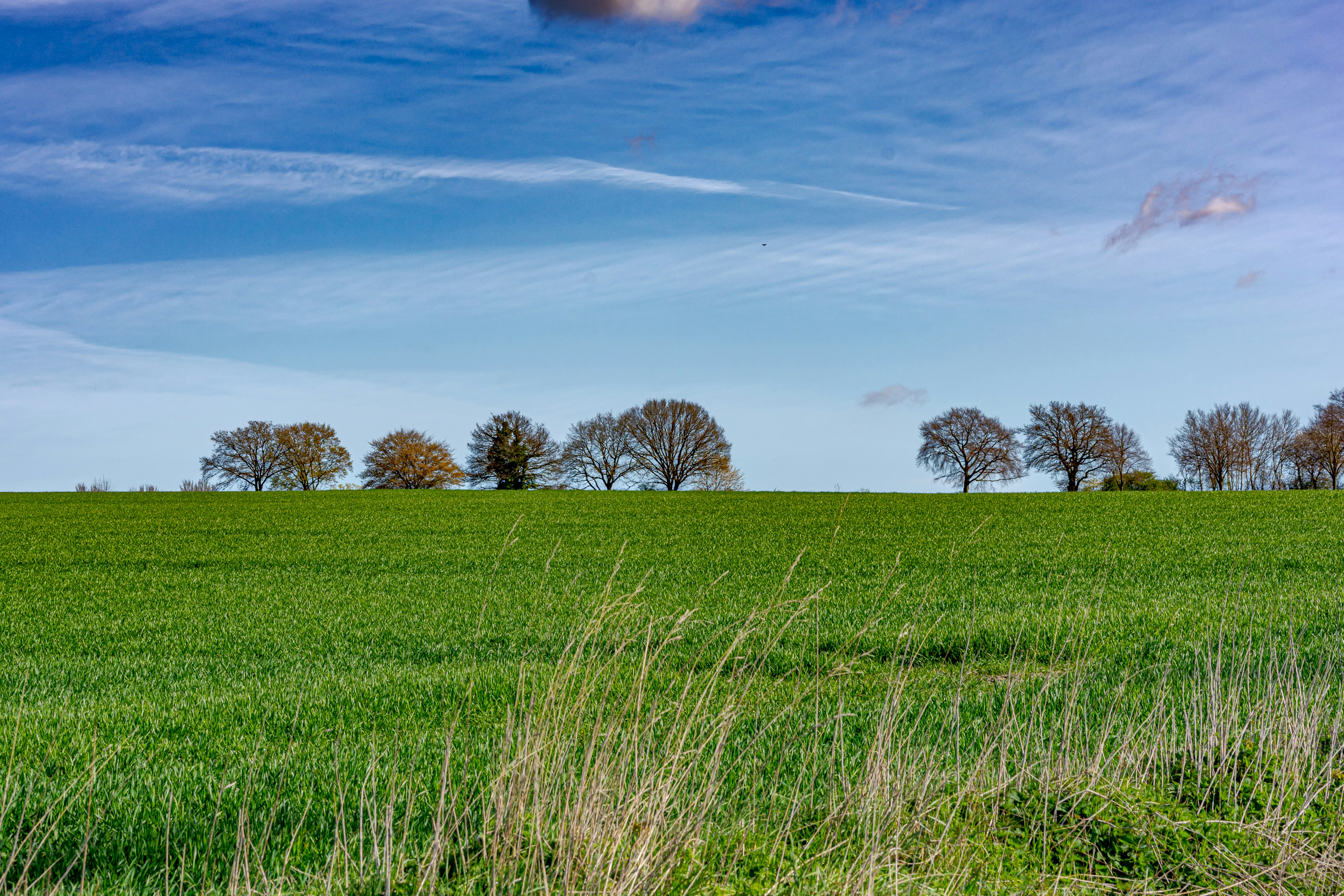 Horizon of Green: A Row of Trees across a Field under Wide Blue Sky