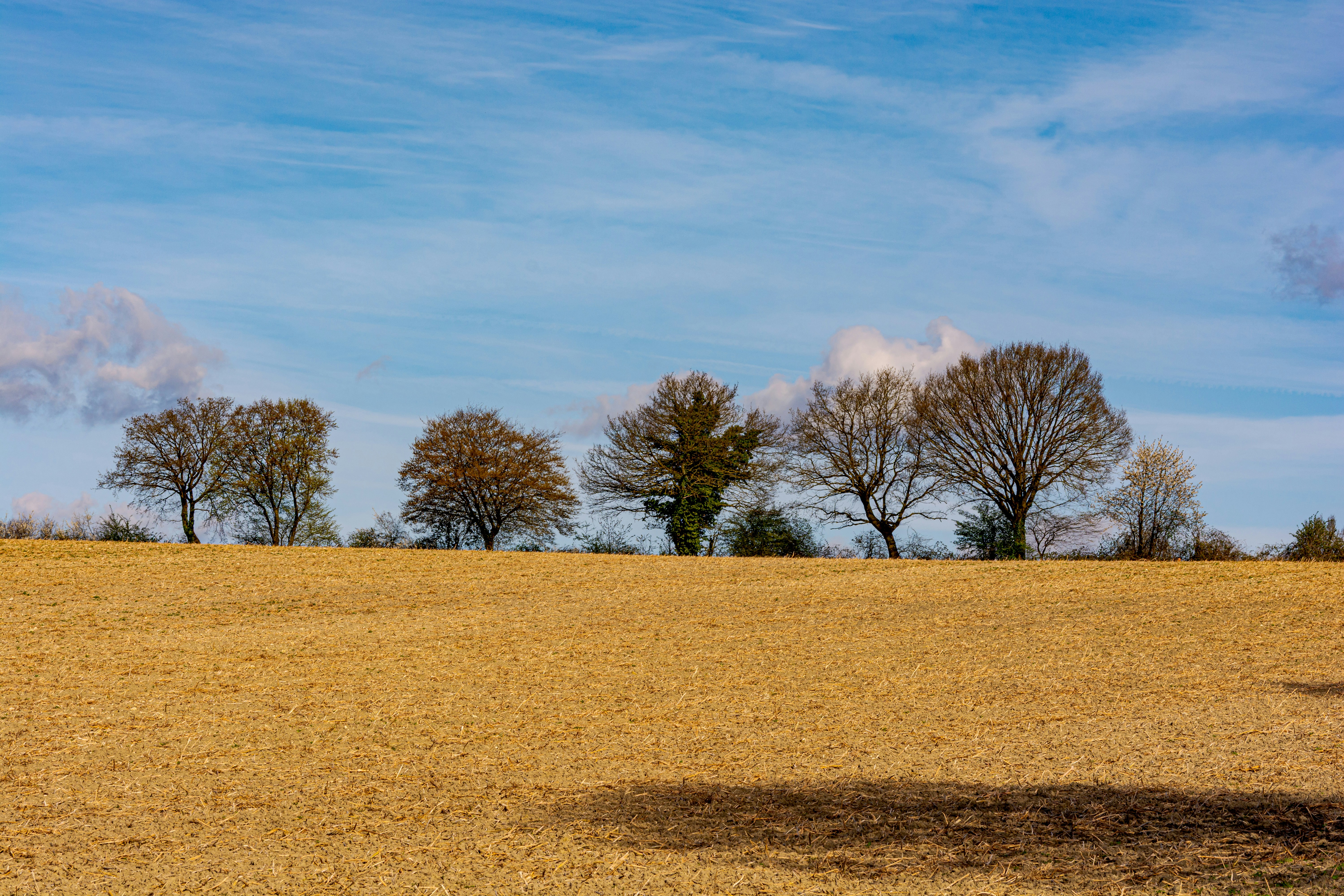Row of Bare-Leaf Trees on a Golden Field Under Bright Sky