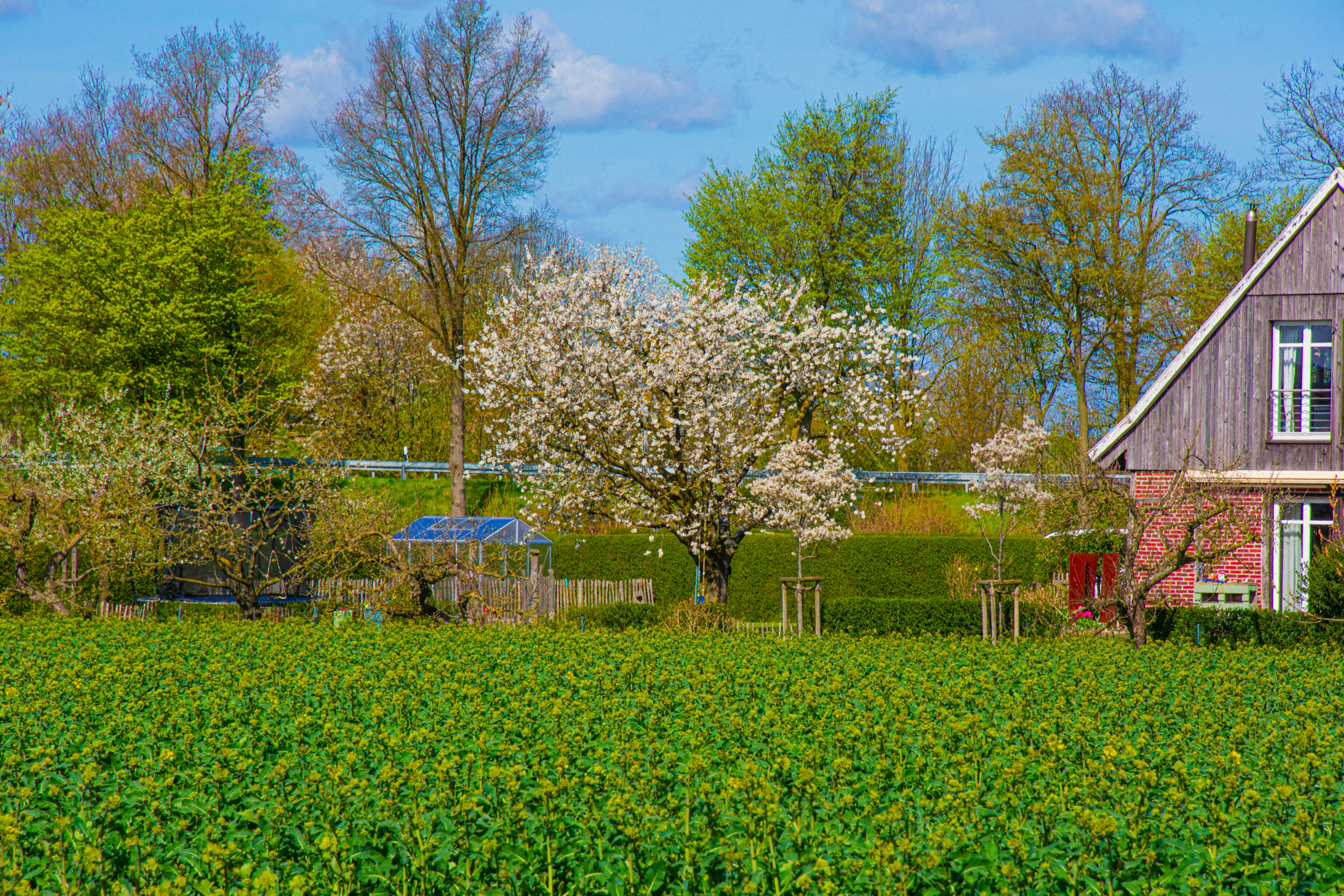 Spring Orchard Near the Farmhouse
