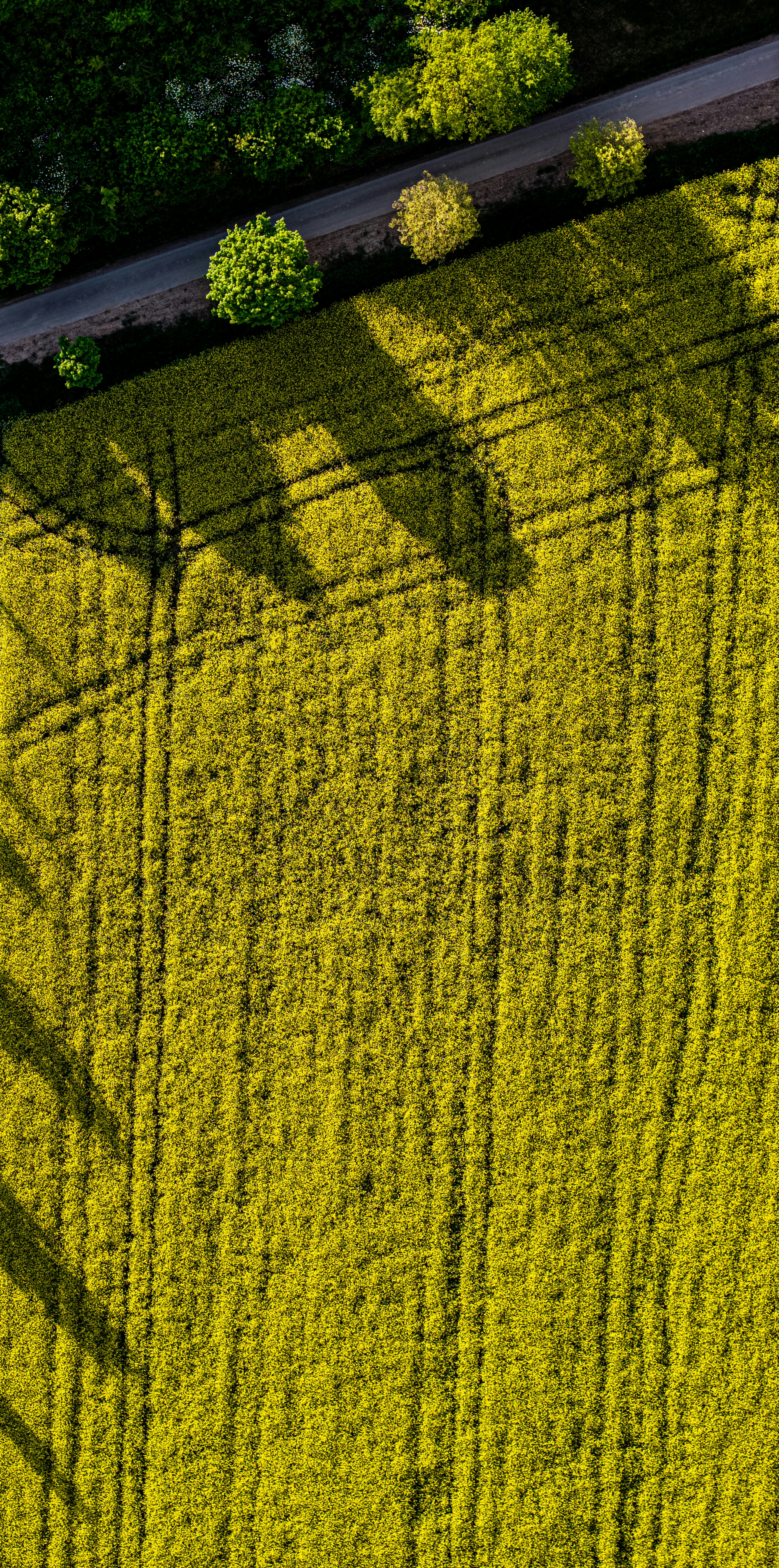 Shadows and Roadside Trees Over a Sunlit Canopy