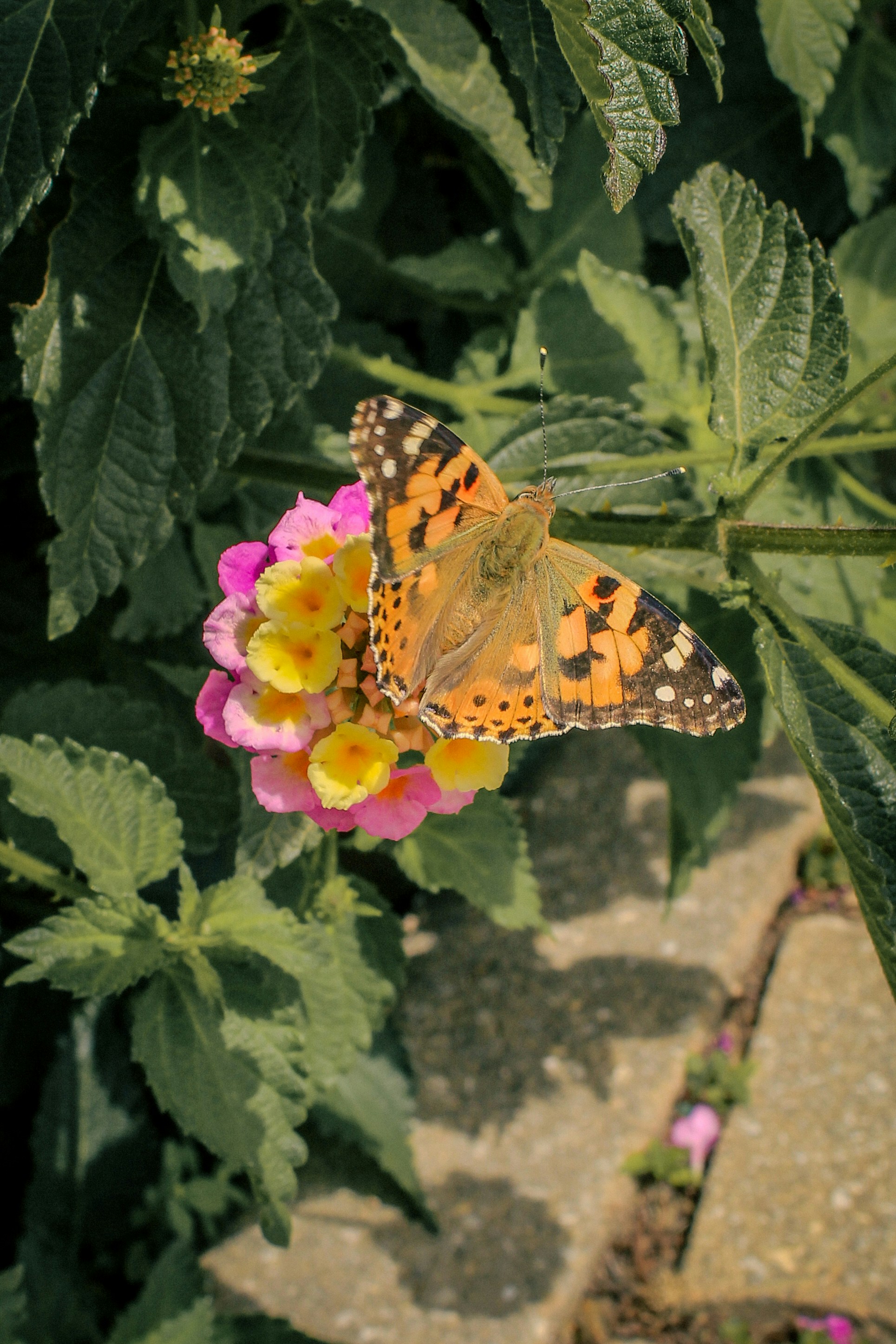 Vivid Gulf Fritter Nuzzling a Flower Crown