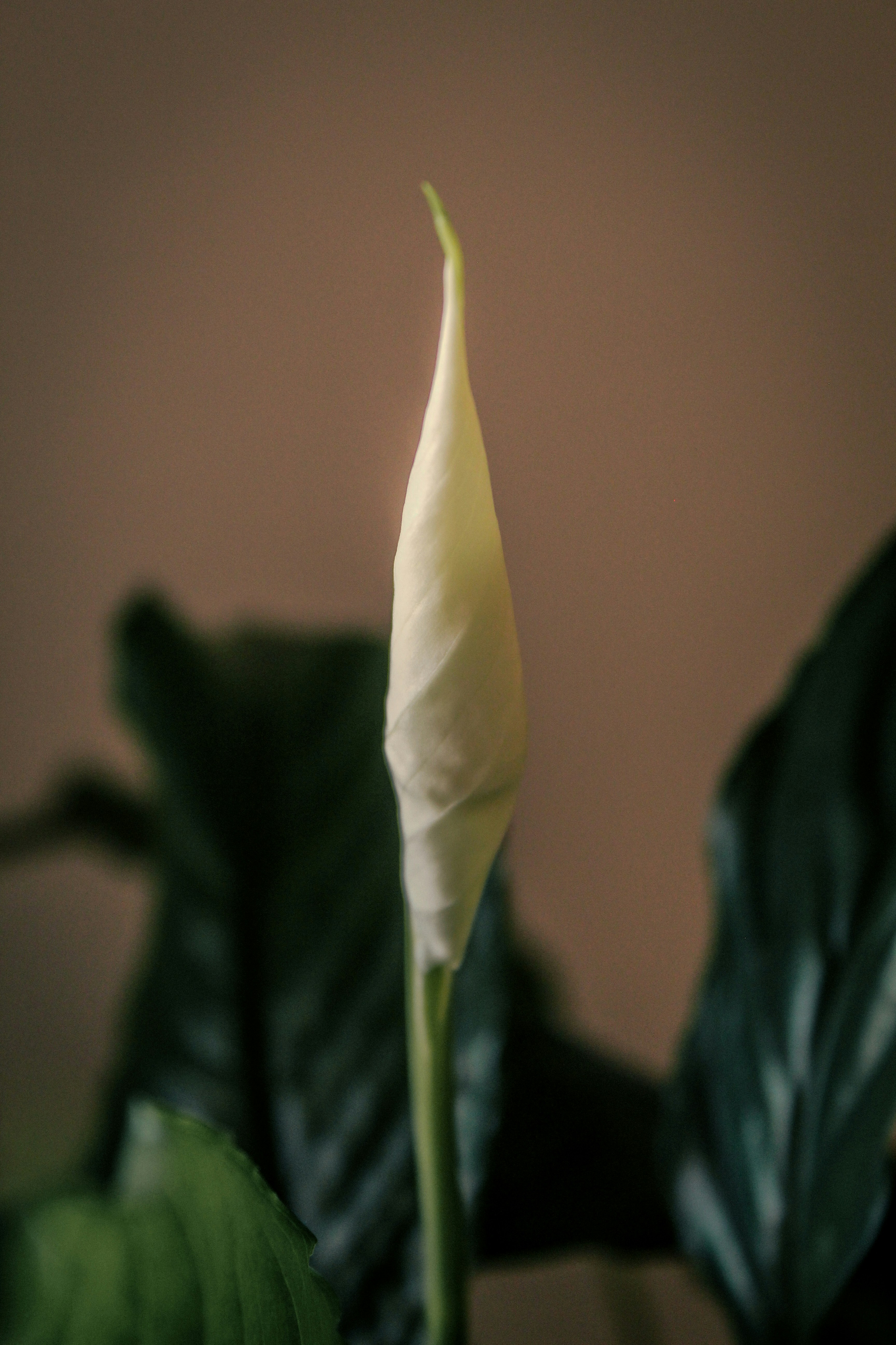 Silent Lily: A Single Bud Reaching Toward Soft Backlight