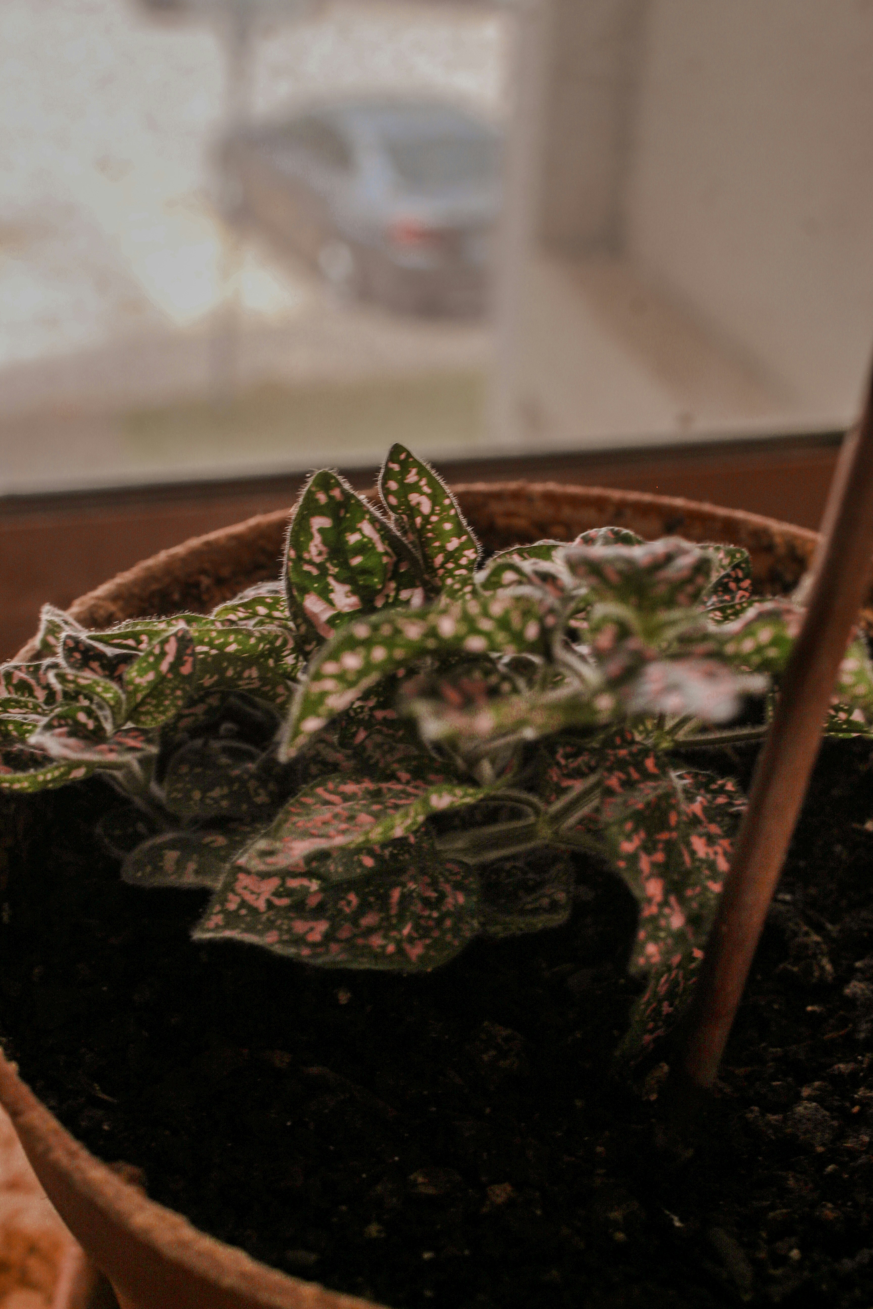 Dusty Window Garden: Variegated Leaves at Rest on a Potted Plant