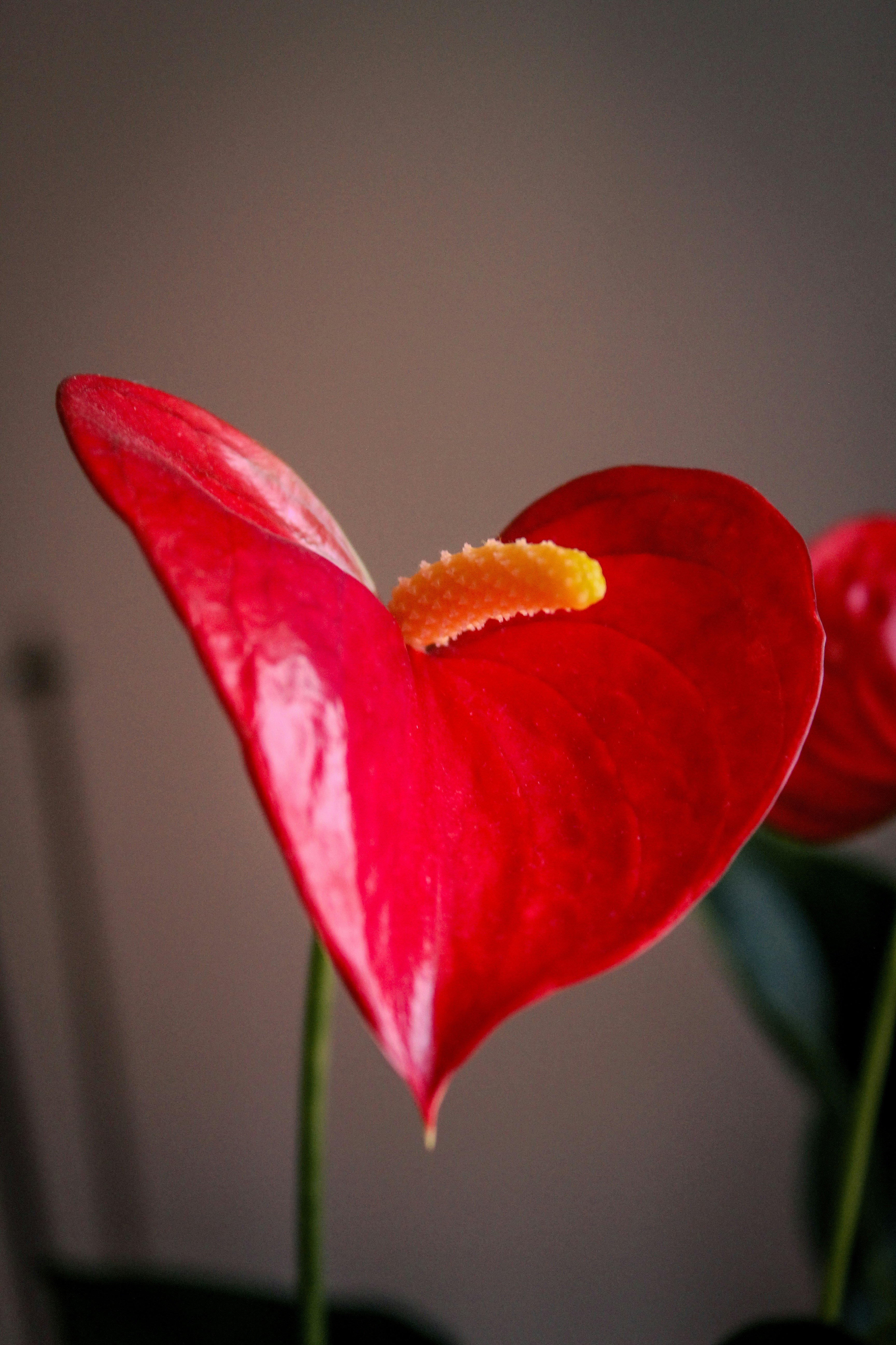 Red Anthurium Close-Up: Velvet Petals and Yellow Spadix in Soft Focus