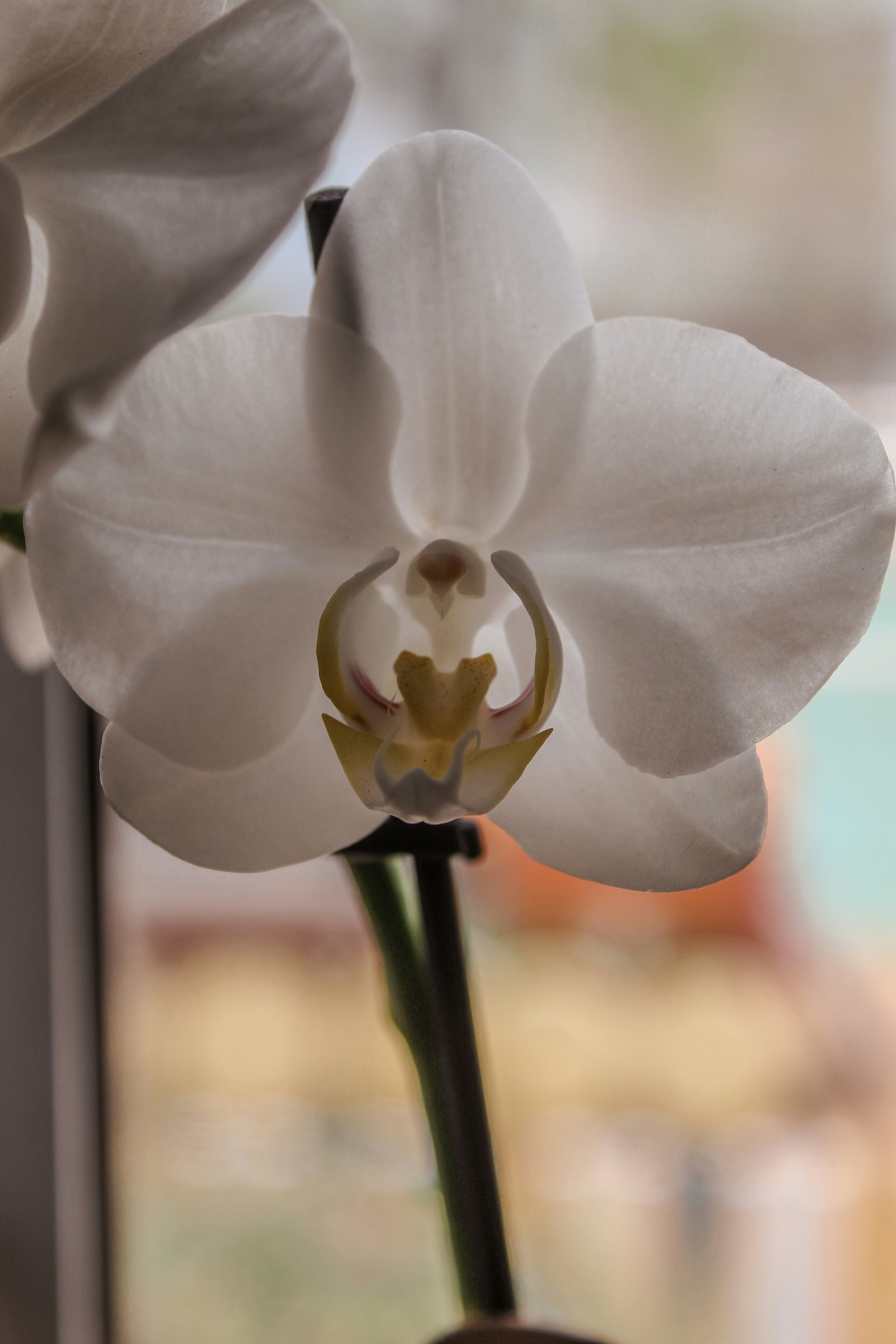 White Orchid in Focus: Gentle Bloom at the Window