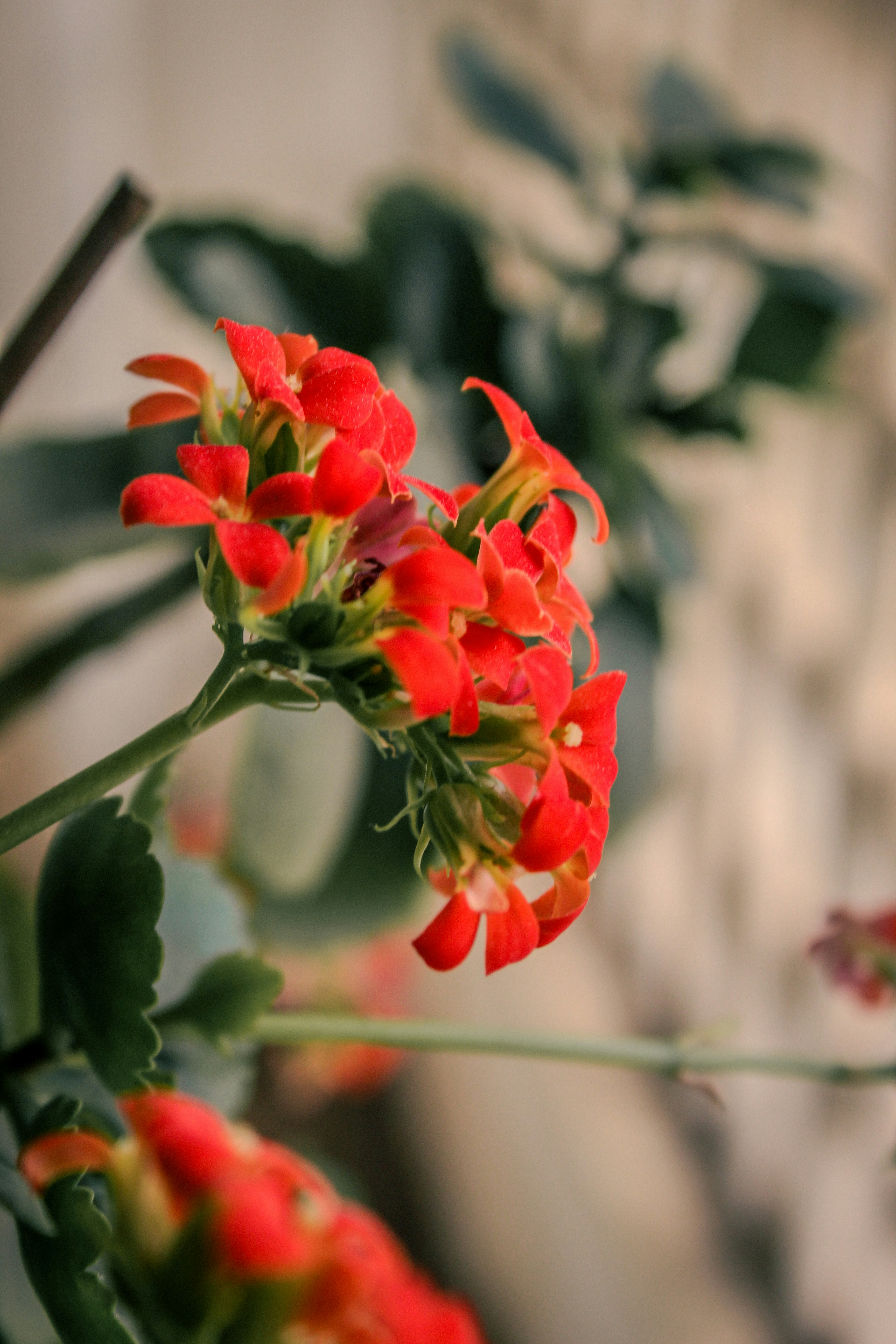 Crimson Cluster: a close-up of vibrant geranium blooms against a soft background