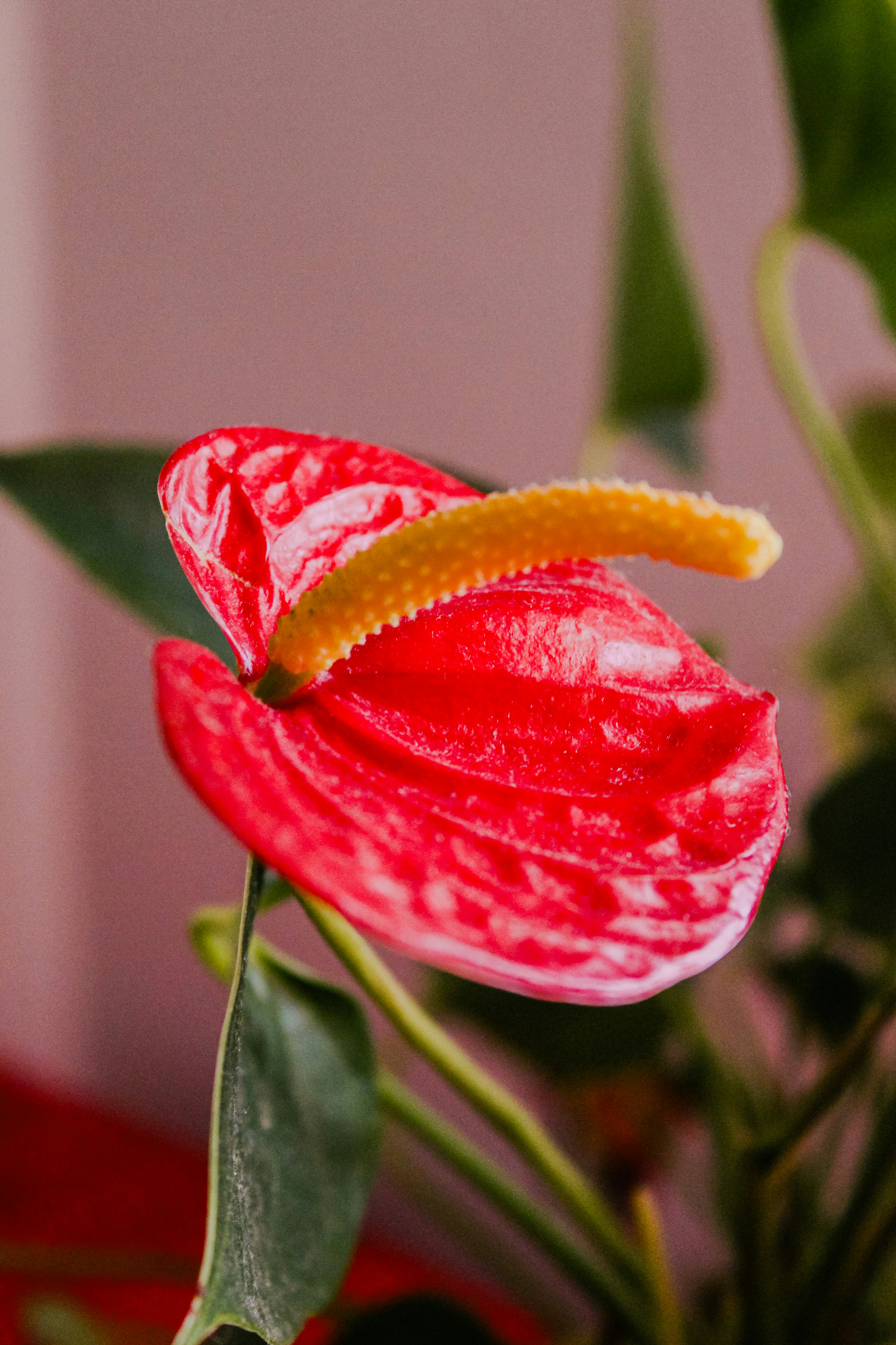 Red Anthurium Bloom with Curved Spadix Amid Foliage