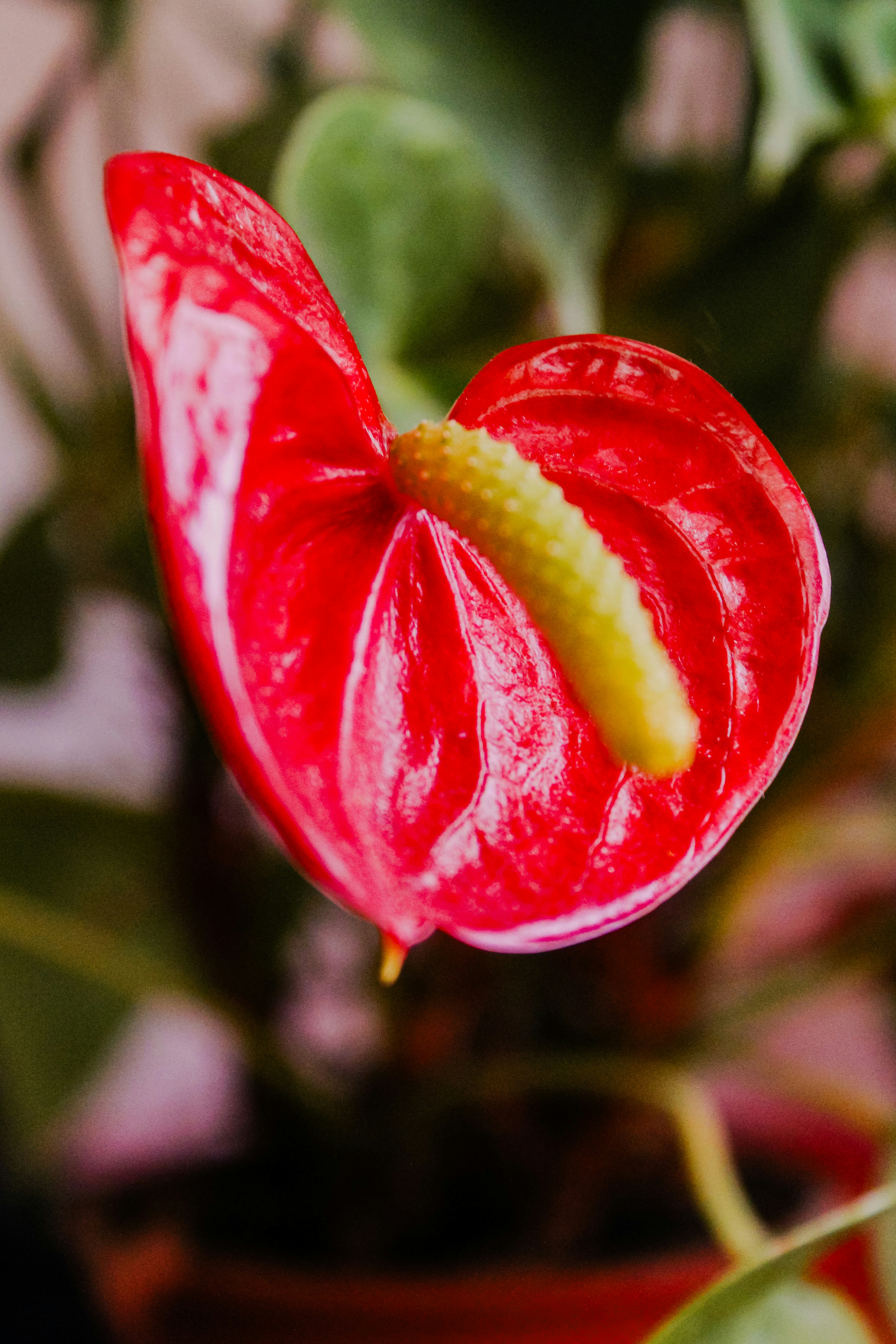 Red Anthurium Bloom: A close-up of a glossy heart-shaped petal with a pale yellow spadix
