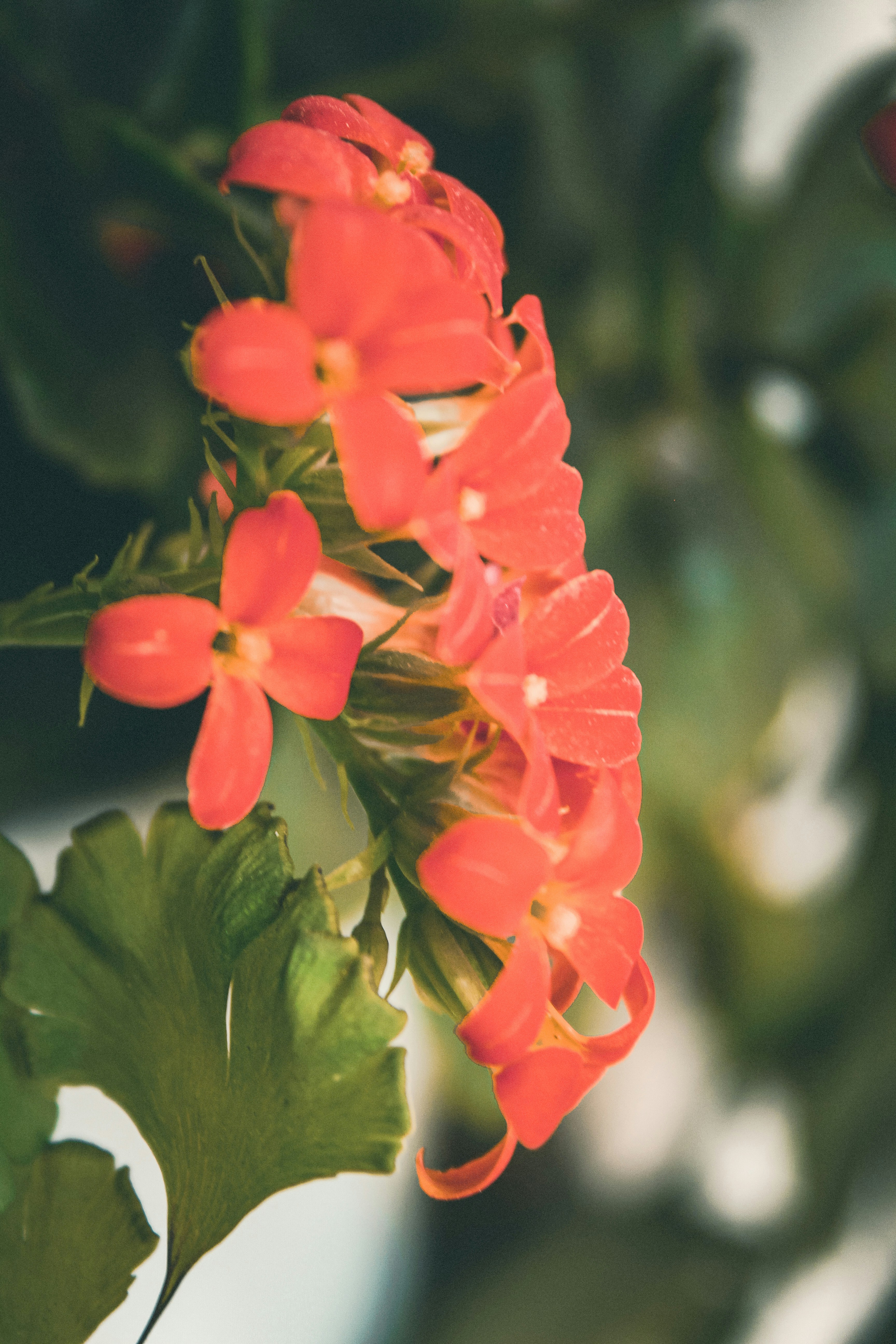 A Coral Bloom: Close-Up of Geranium Cluster in Soft Focus