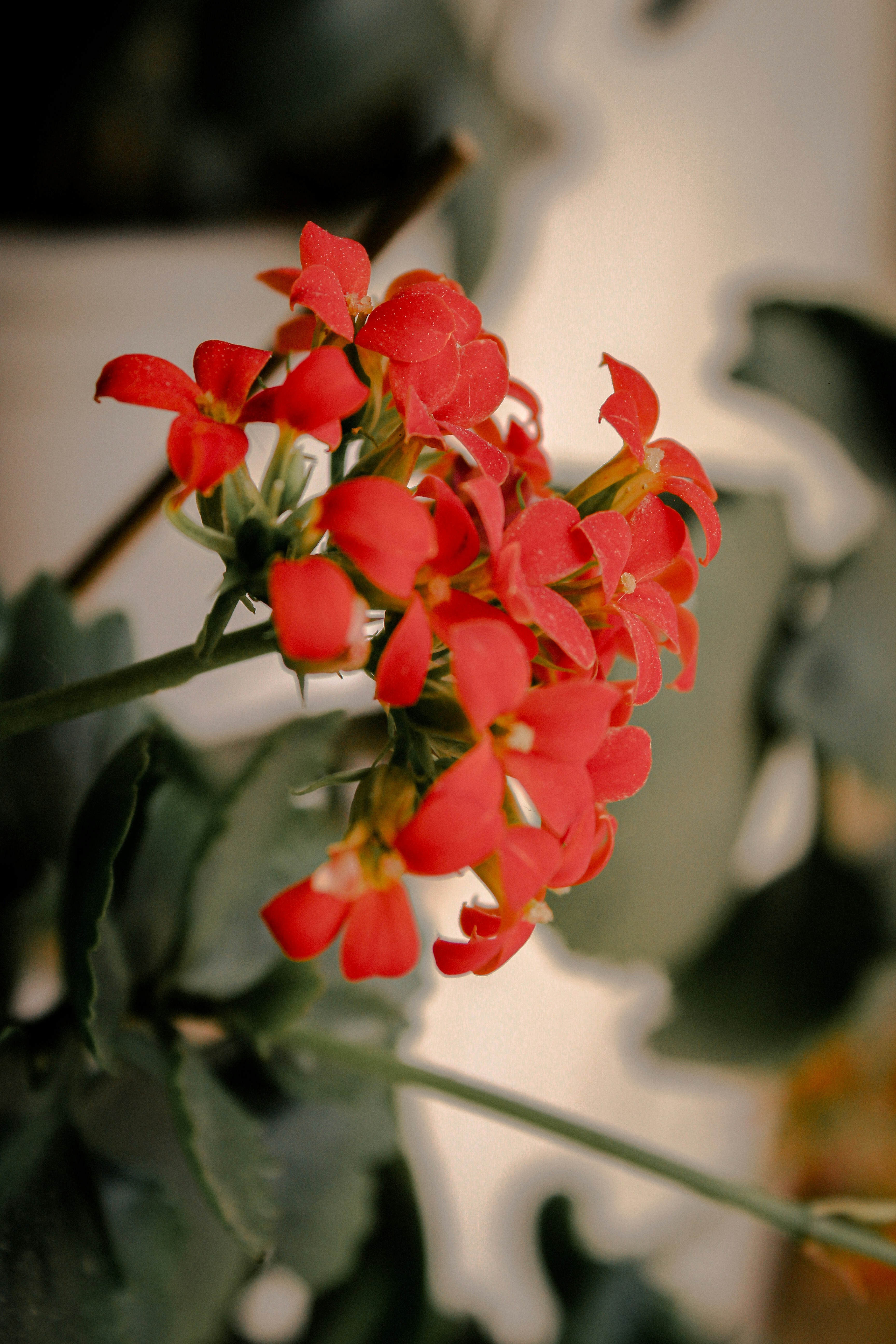 Crimson Cluster: Red Calyxes on a Shadowed Vine