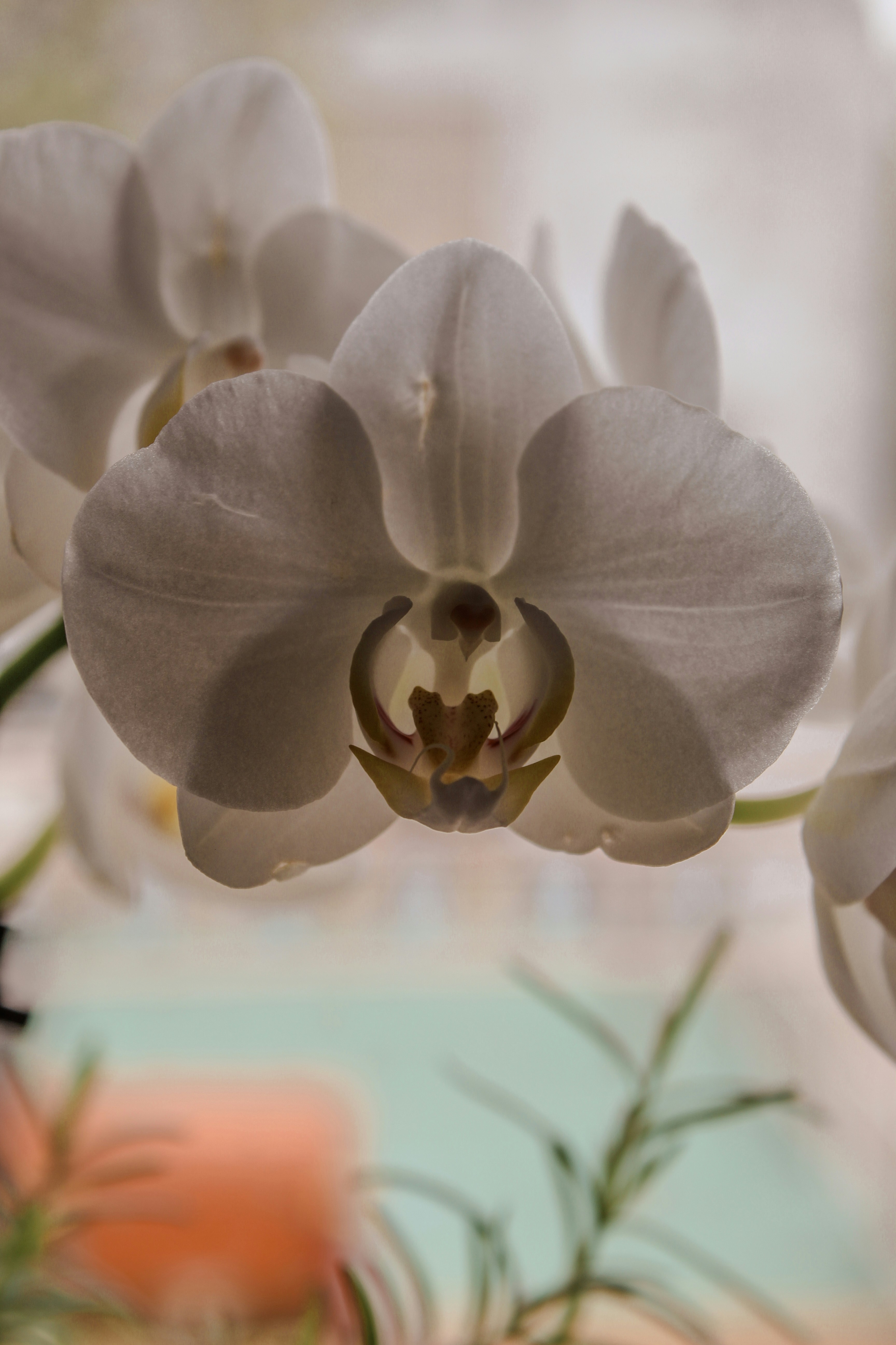 White Orchid in Soft Backlight: Center Stage on Delicate Petals