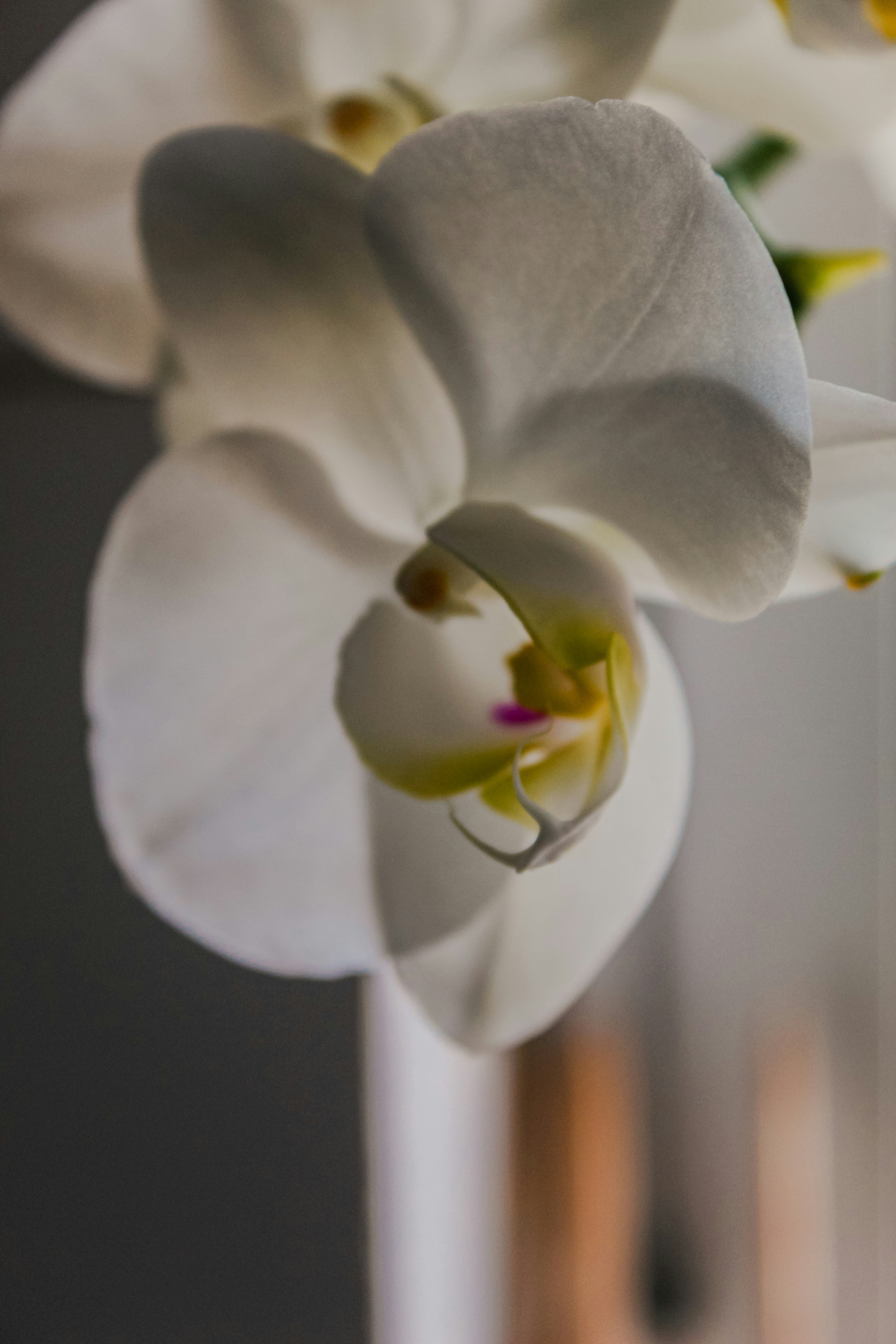 White Orchid Whisper: Close-up of Bloom in Soft Focus