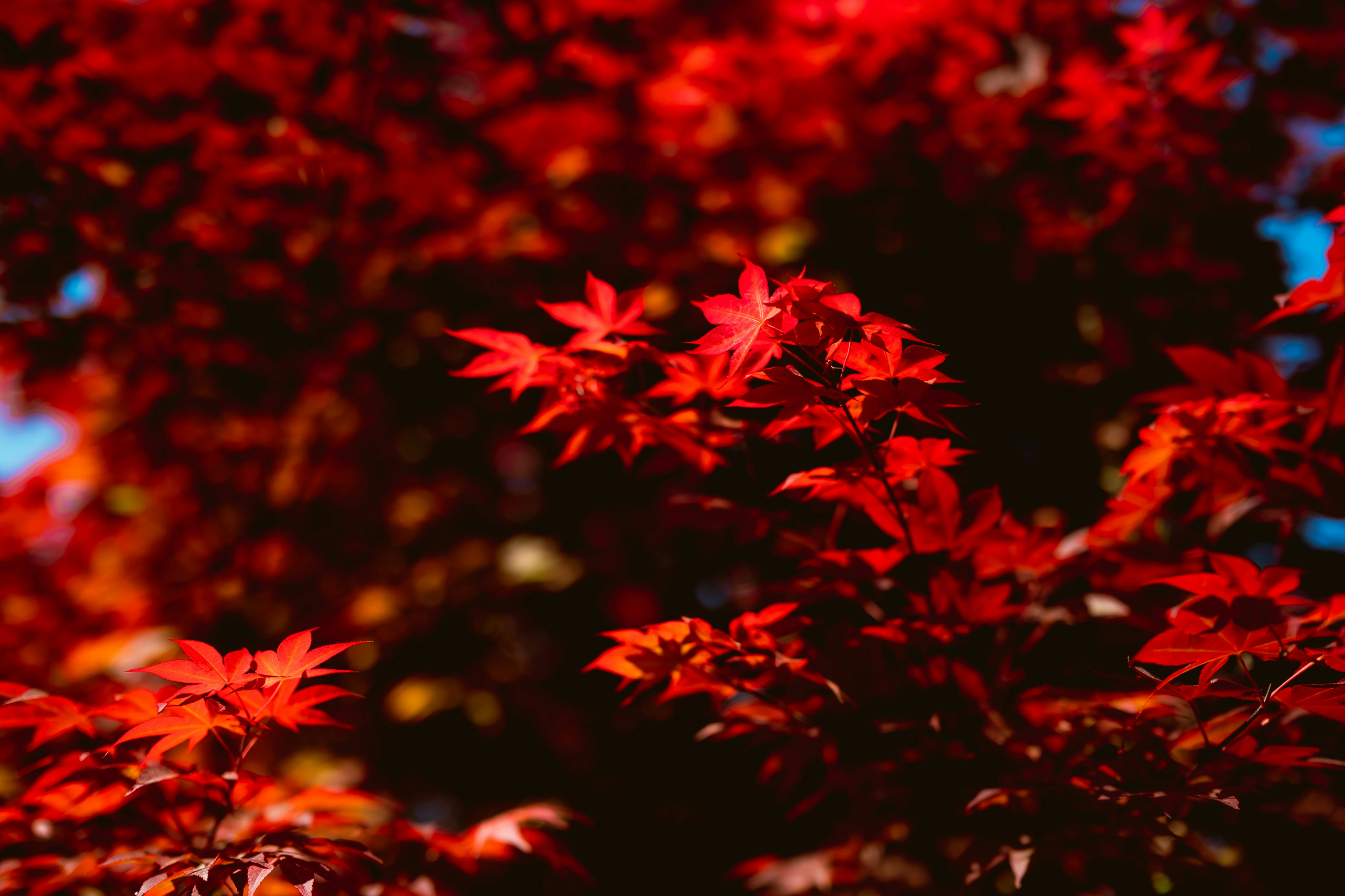 Crimson Maple in Focus: Autumn Light Through Red Leaves