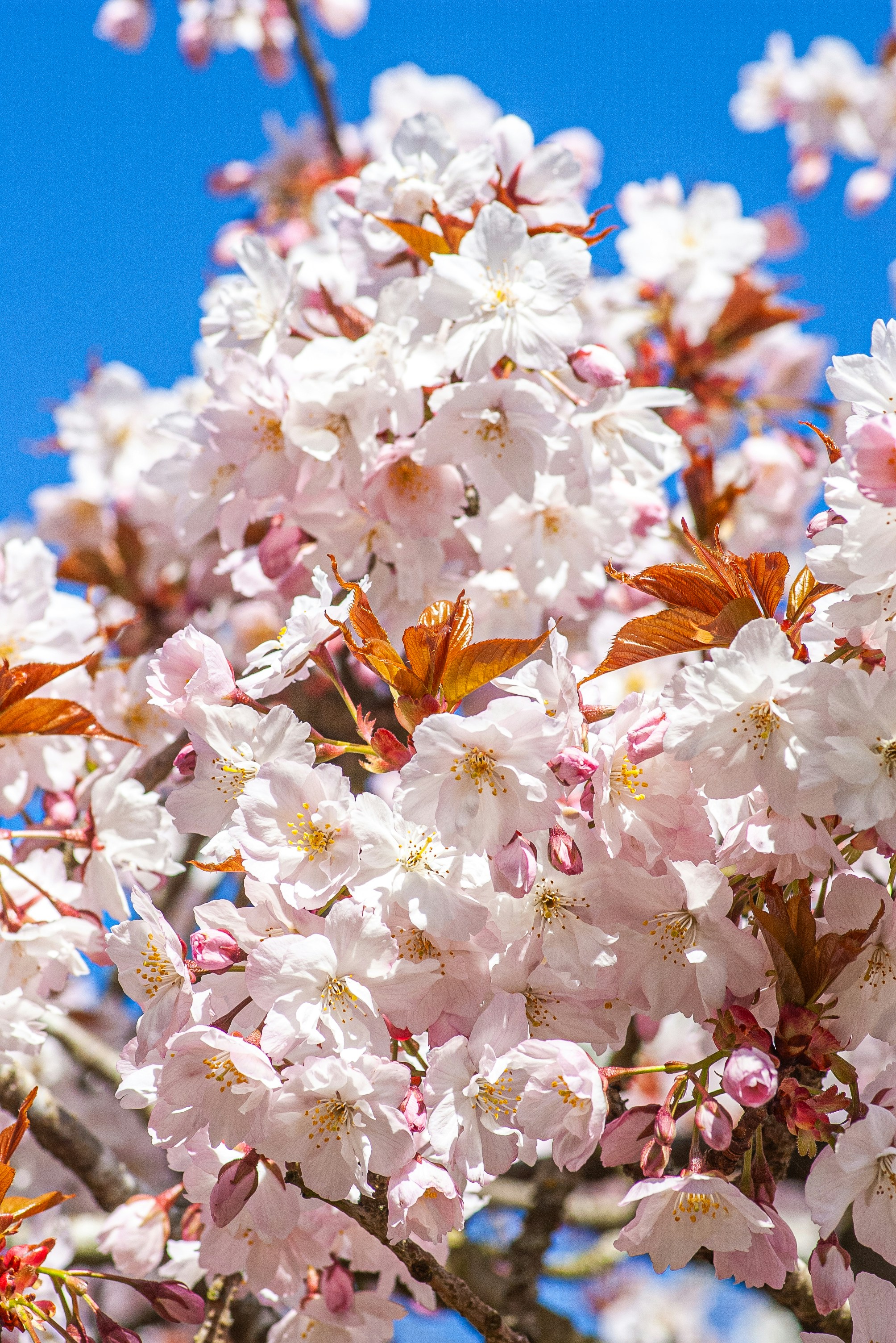 Cherry Blossom Surge: a blue-sky embrace with pale pink petals