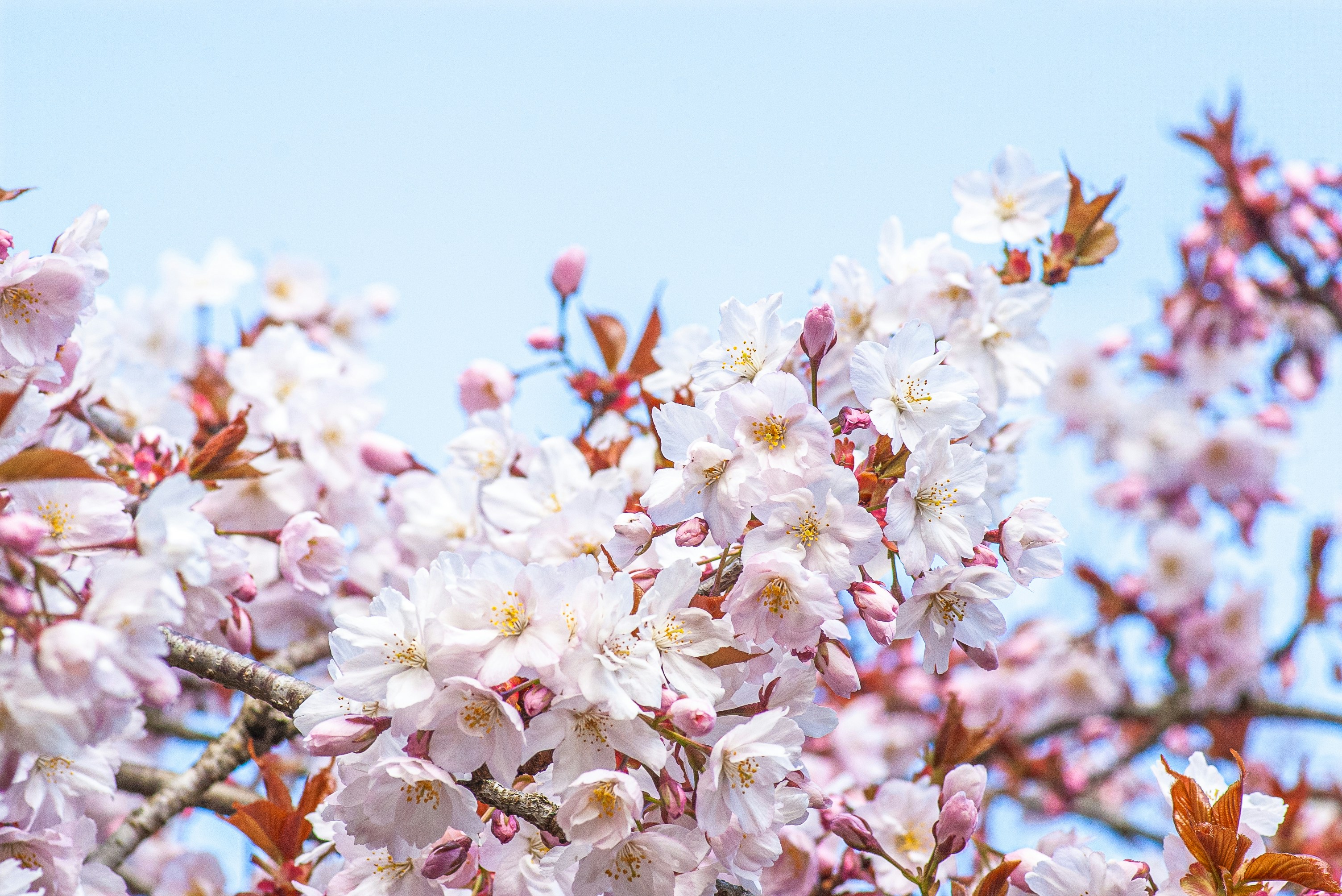 Blooming Sakura Choir Against a Clear Sky