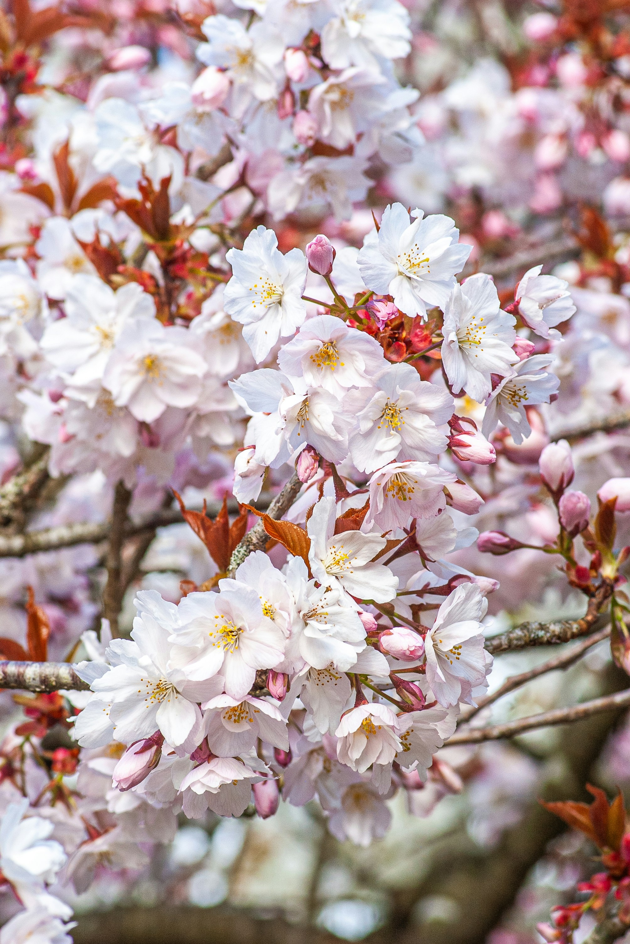Blossoms in Soft Focus: A Cloud of Pink and White Petals