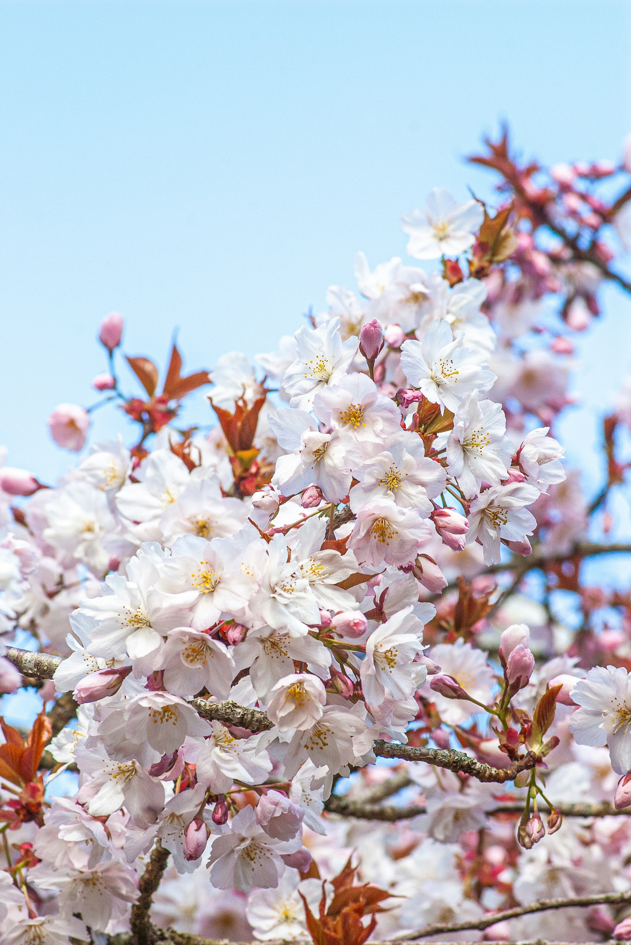 Blossoms in a Sky-Blue Window