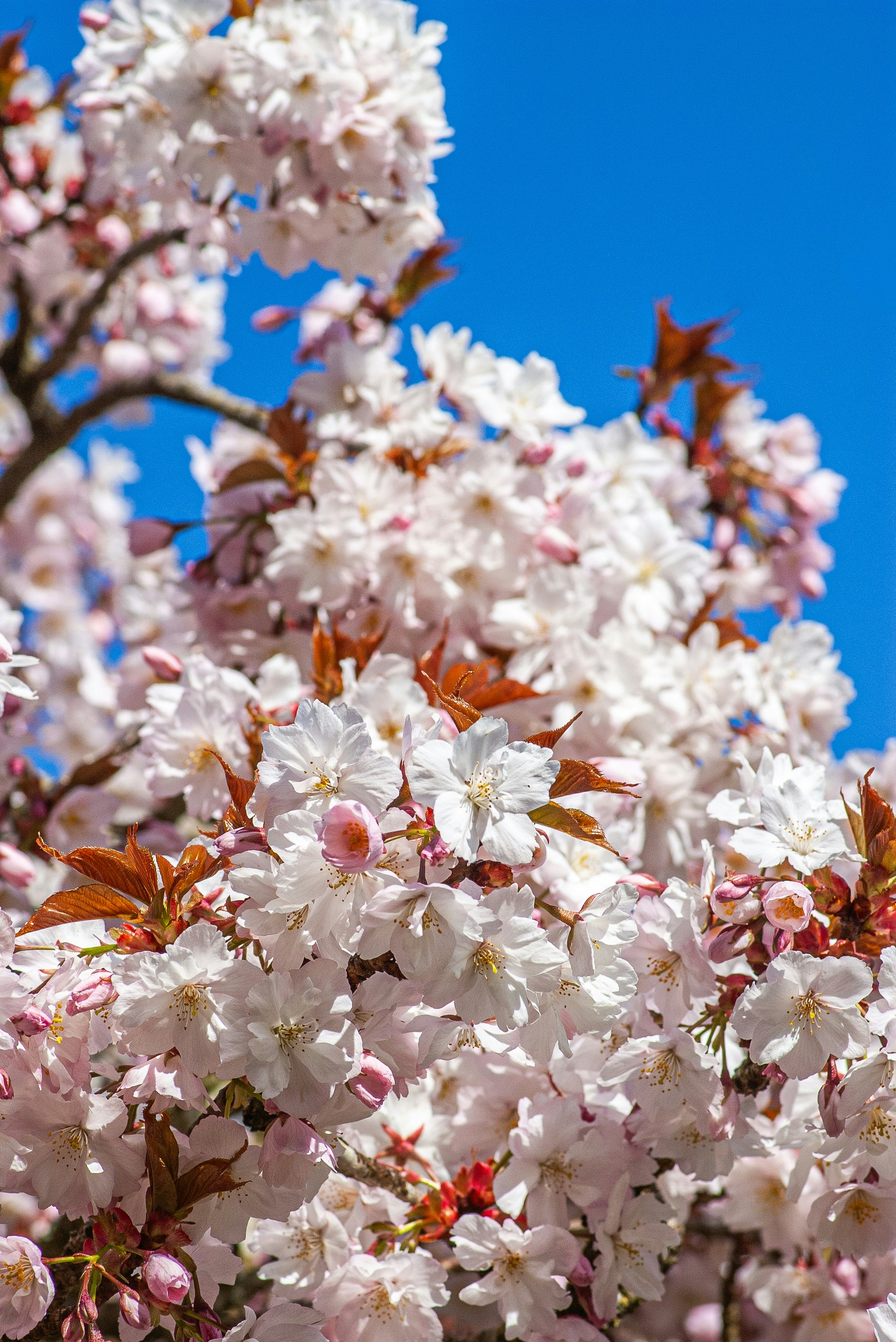 Cherry Blossom Burst Against a Cerulean Sky