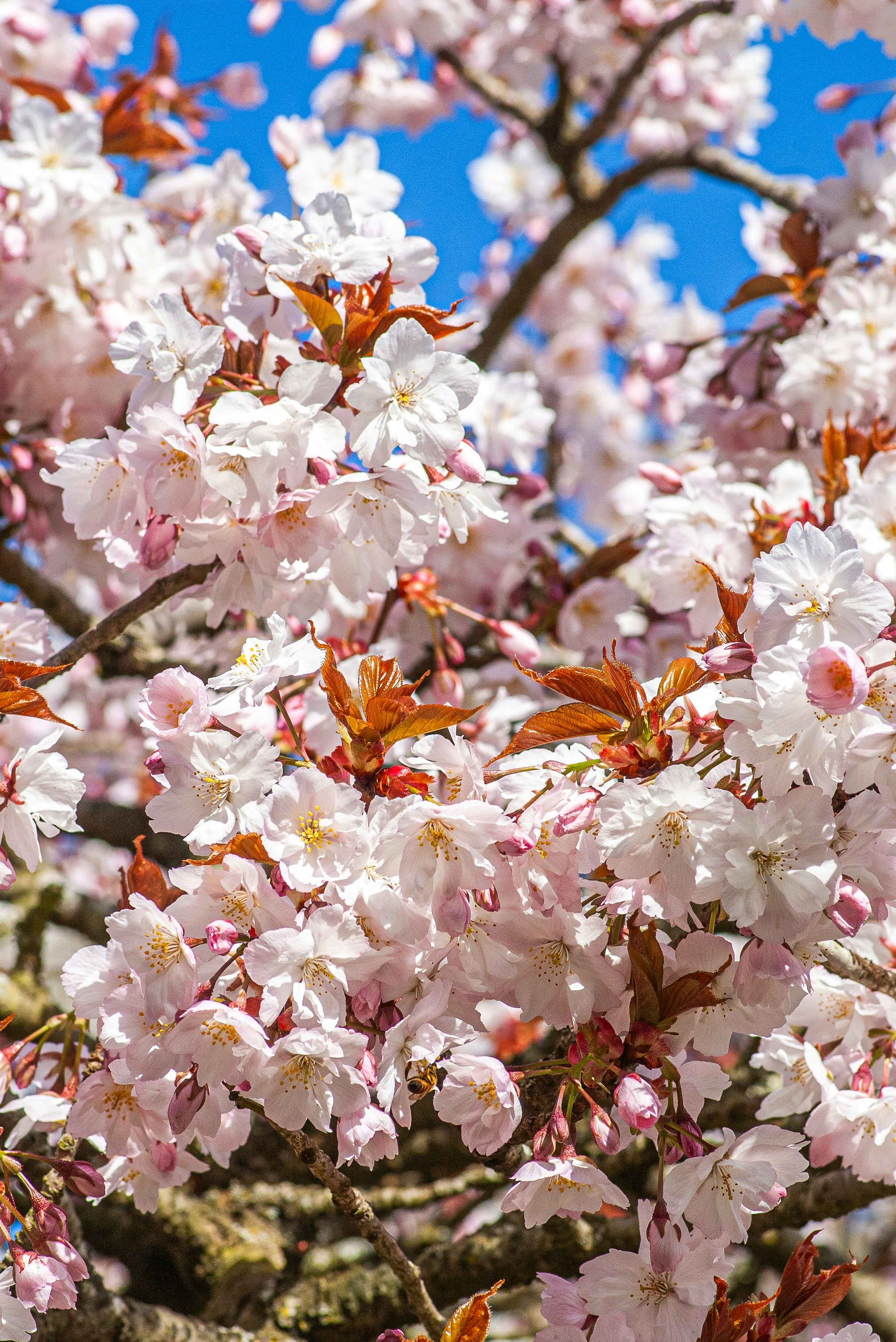 Blossoms in Focus: A Cascade of Pink and White Petals Against a Clear Sky